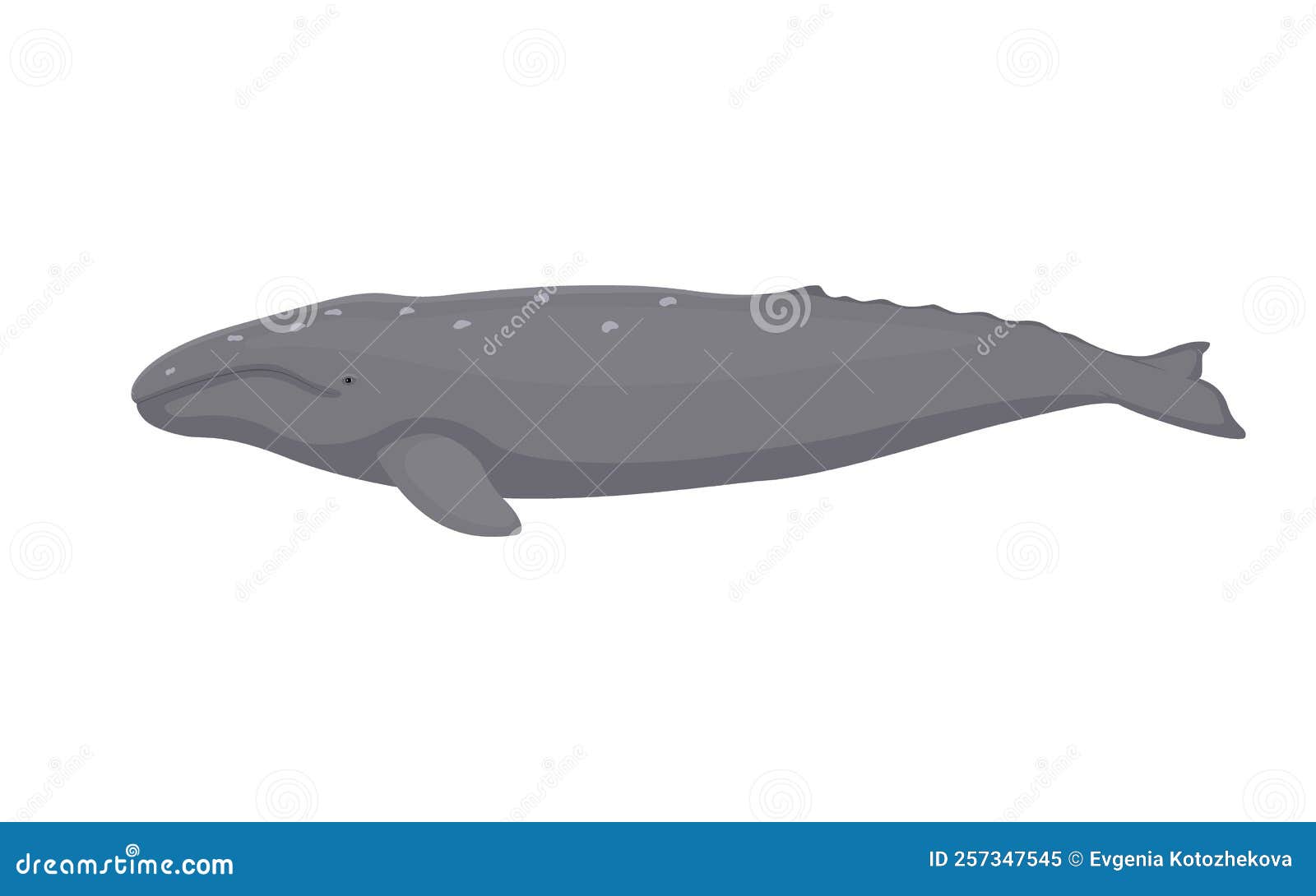 Gray Whale Hand Draw Illustration Vintage Engraving Style Black And ...