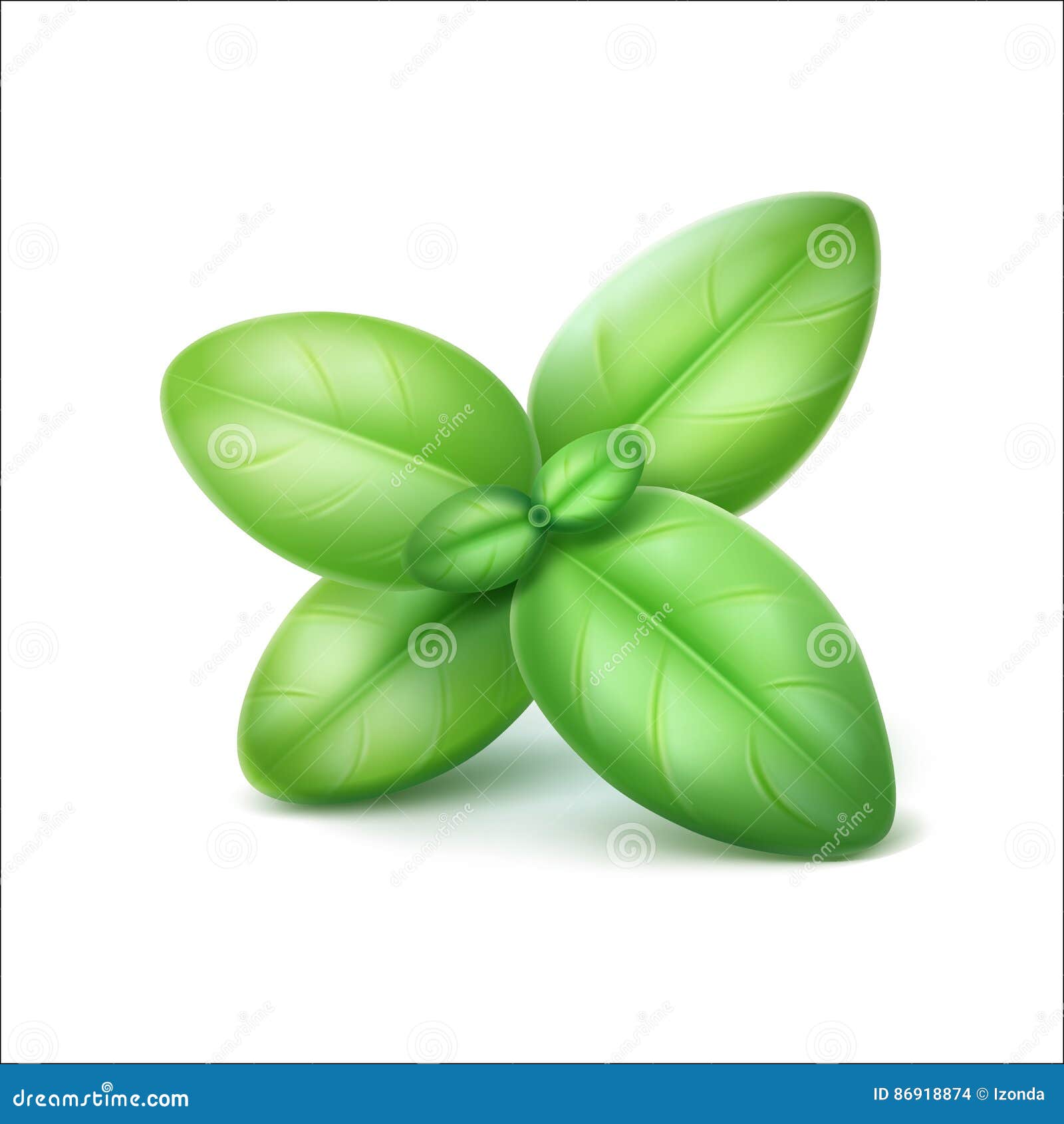 Vector Green Fresh Basil Leaves Close Up Isolated on Background Stock ...
