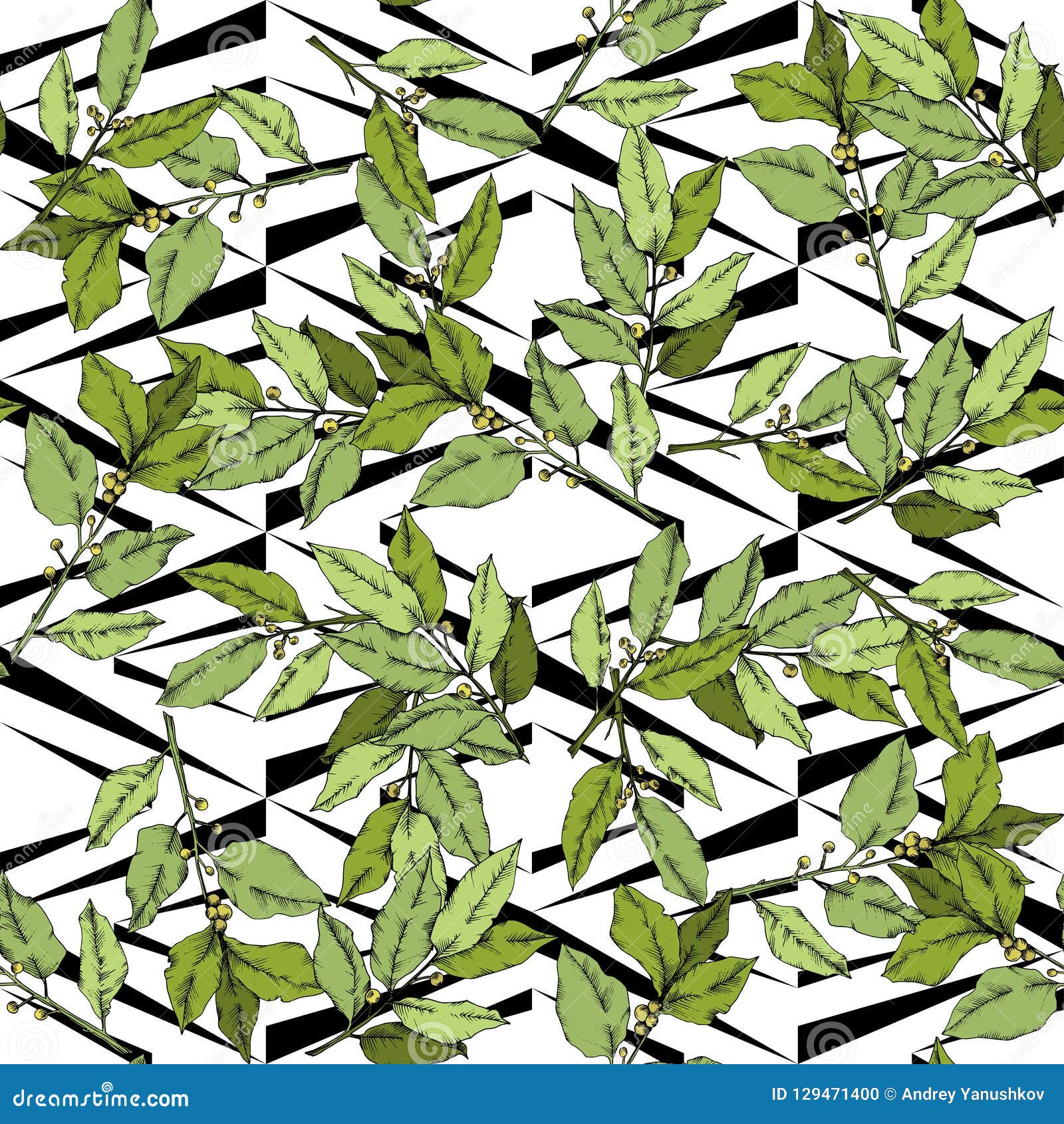 Vector Green Laurus Leaf. Leaf Plant Botanical Garden Floral Foliage ...