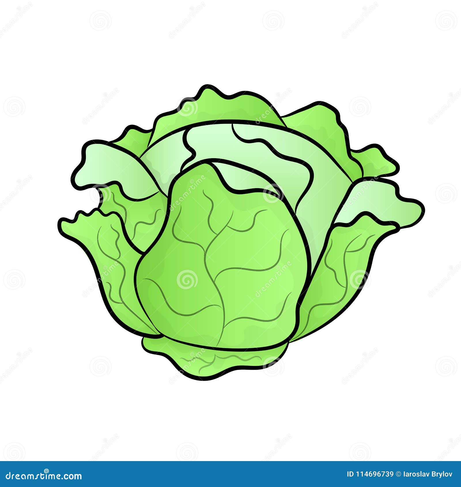 Vector Green Liner Cabbage. Stock Vector - Illustration of healthy ...