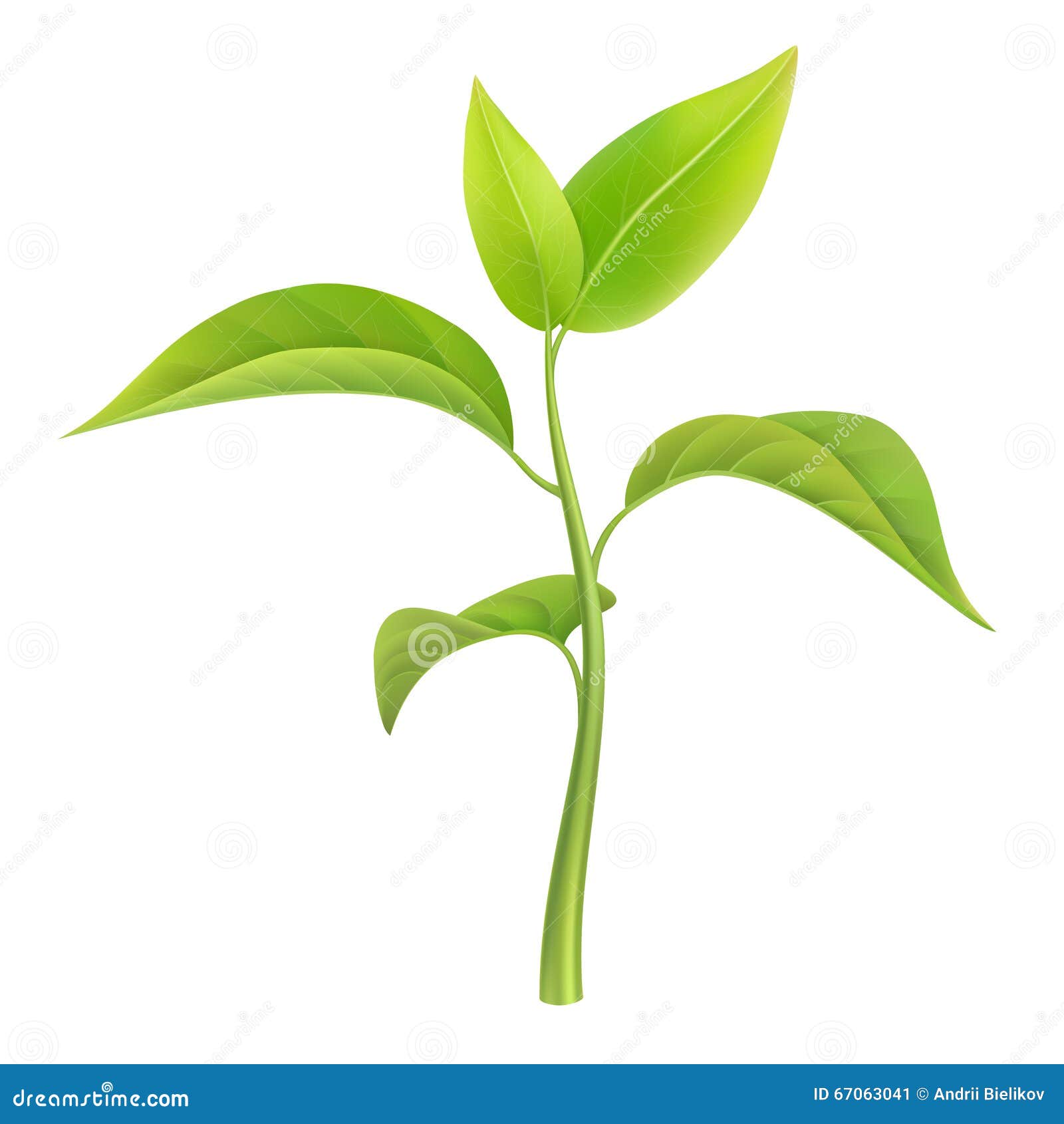 Vector green sprout stock vector. Illustration of leaf - 67063041
