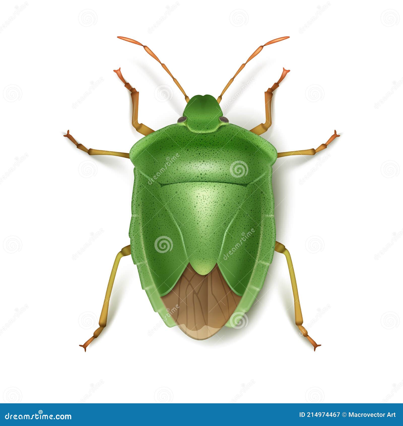 Green stink bug stock vector. Illustration of plague - 214974467