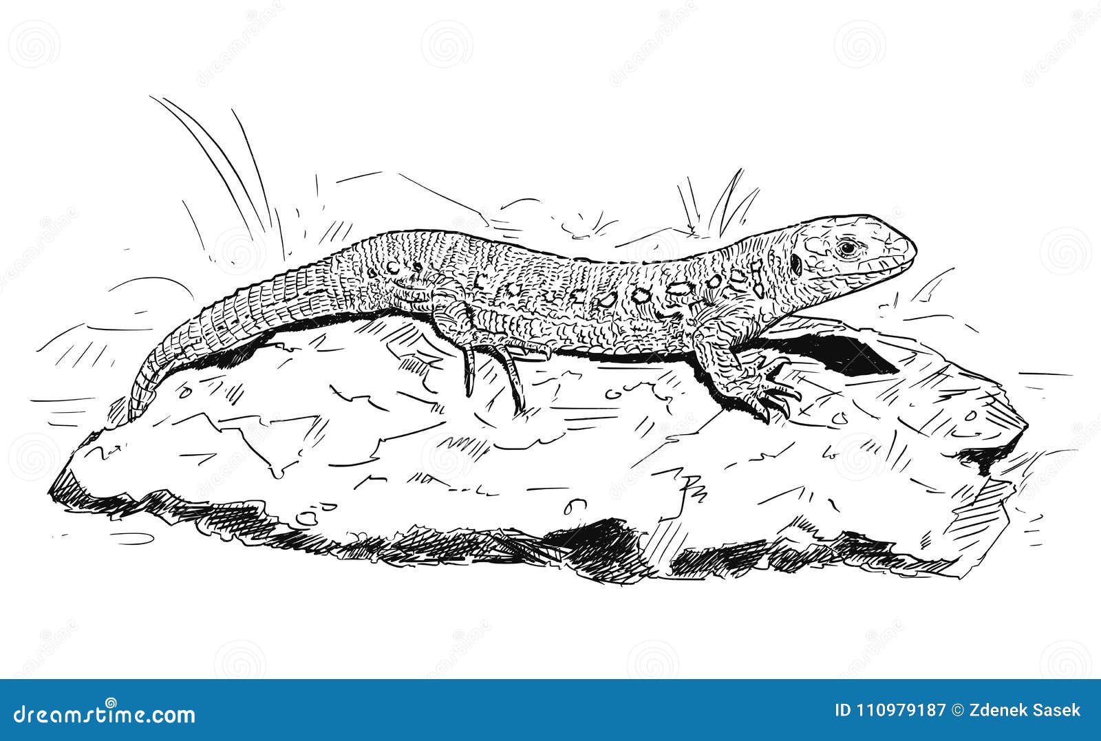 Lacerta The Lizard Constellation Map On A Starry Space Background ...