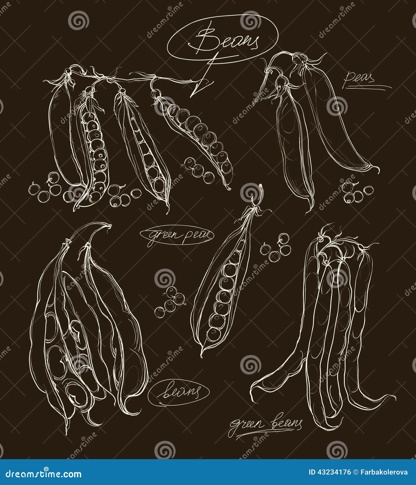 Vector Hand Drawing Legumes on a Black Background Stock Vector ...