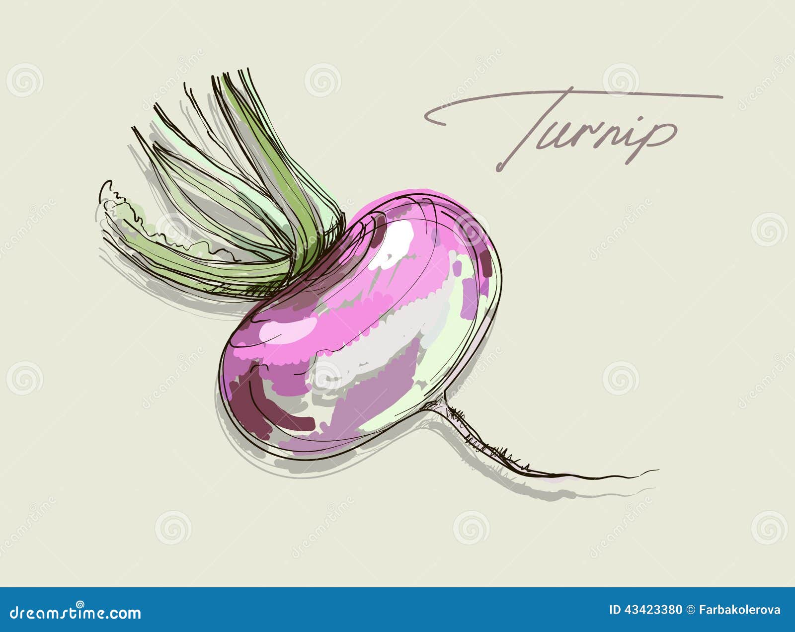 Vector Hand Drawing Realistic Juicy Turnip Stock Illustration ...