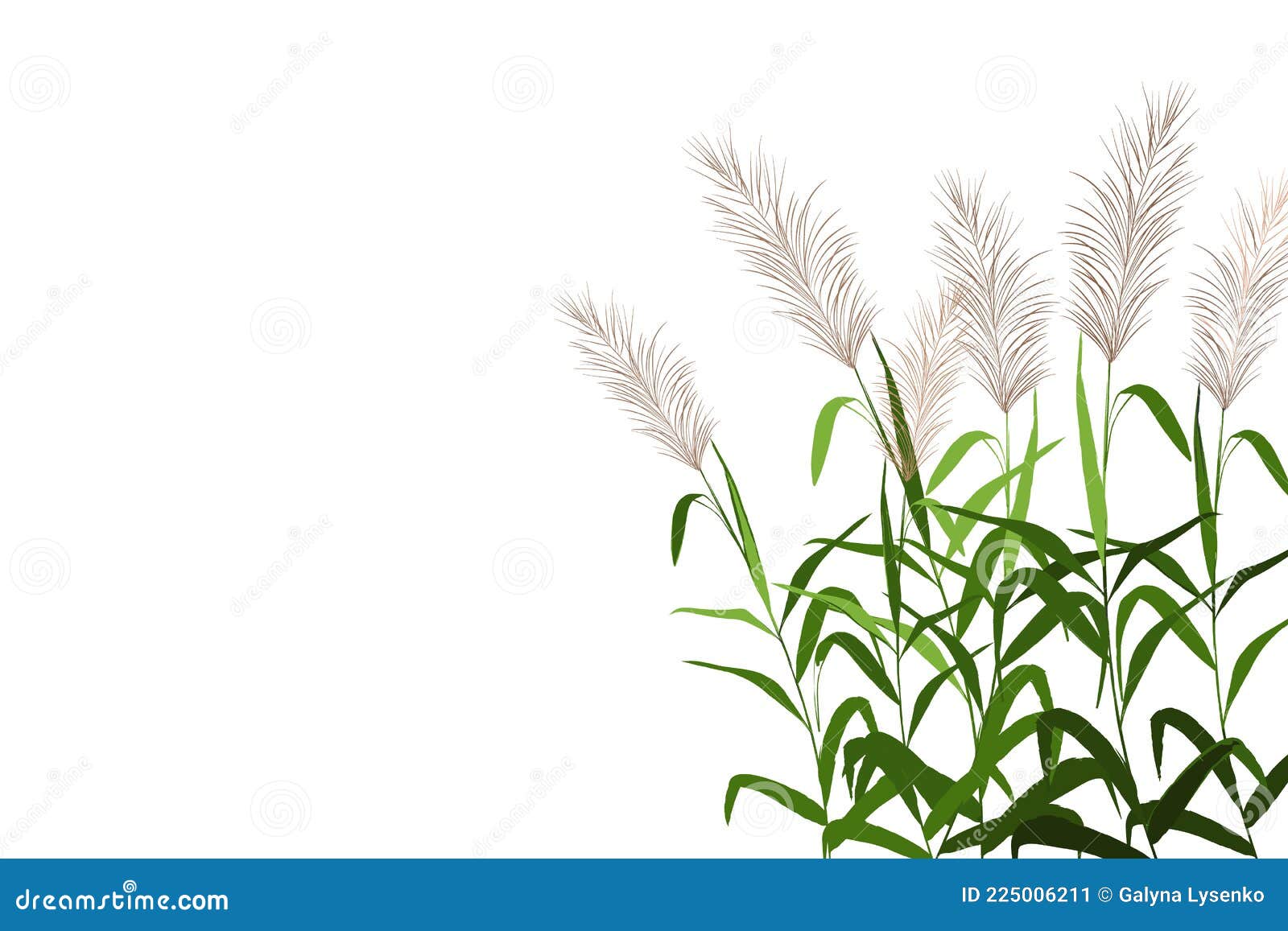 Vector Hand Drawing Sketch with Reeds. Stock Vector - Illustration of ...