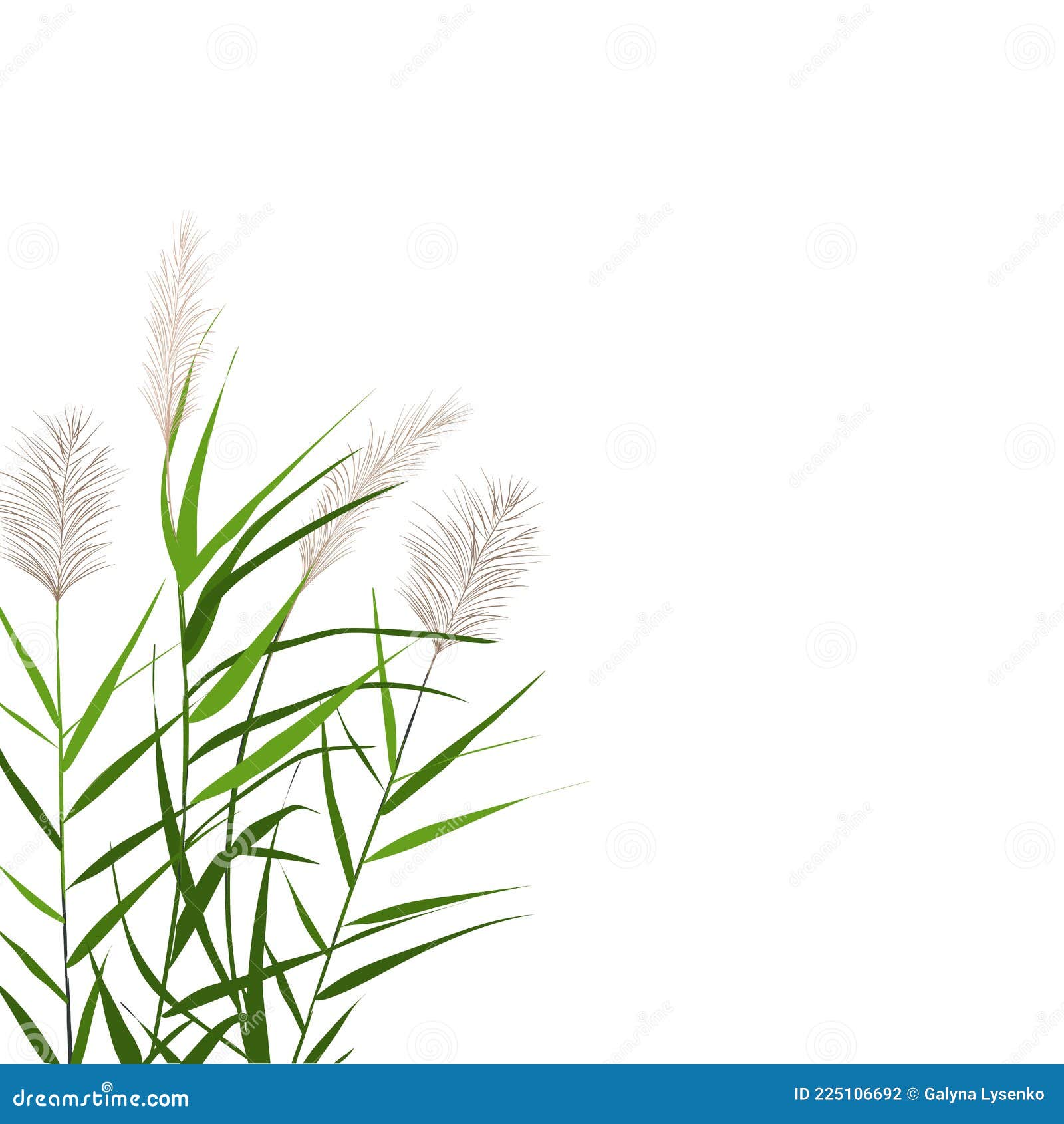 Vector Hand Drawing Sketch with Reeds. Stock Vector - Illustration of ...