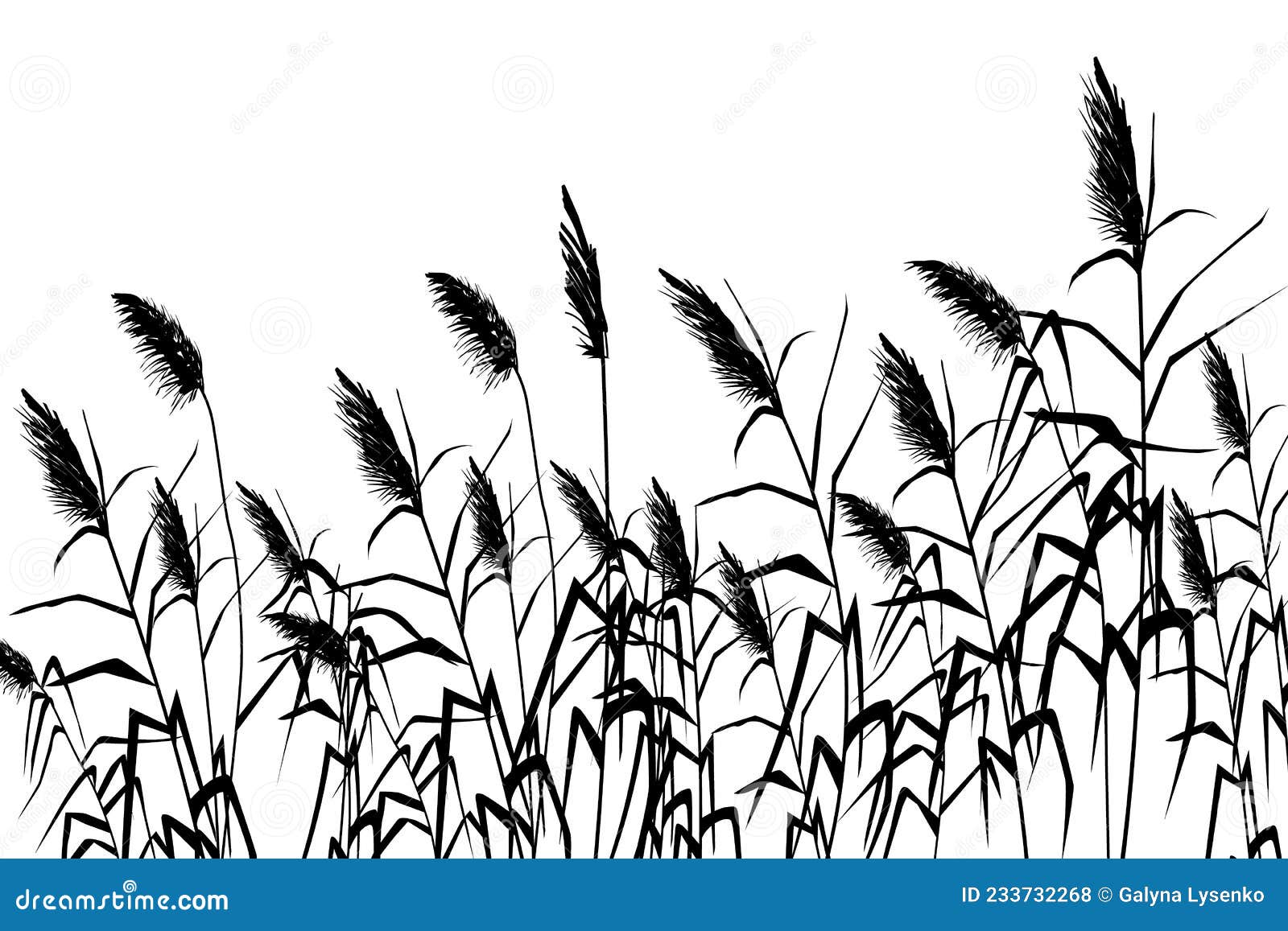 Vector Hand Drawing Sketch with Reeds.Cane Silhouette on White ...