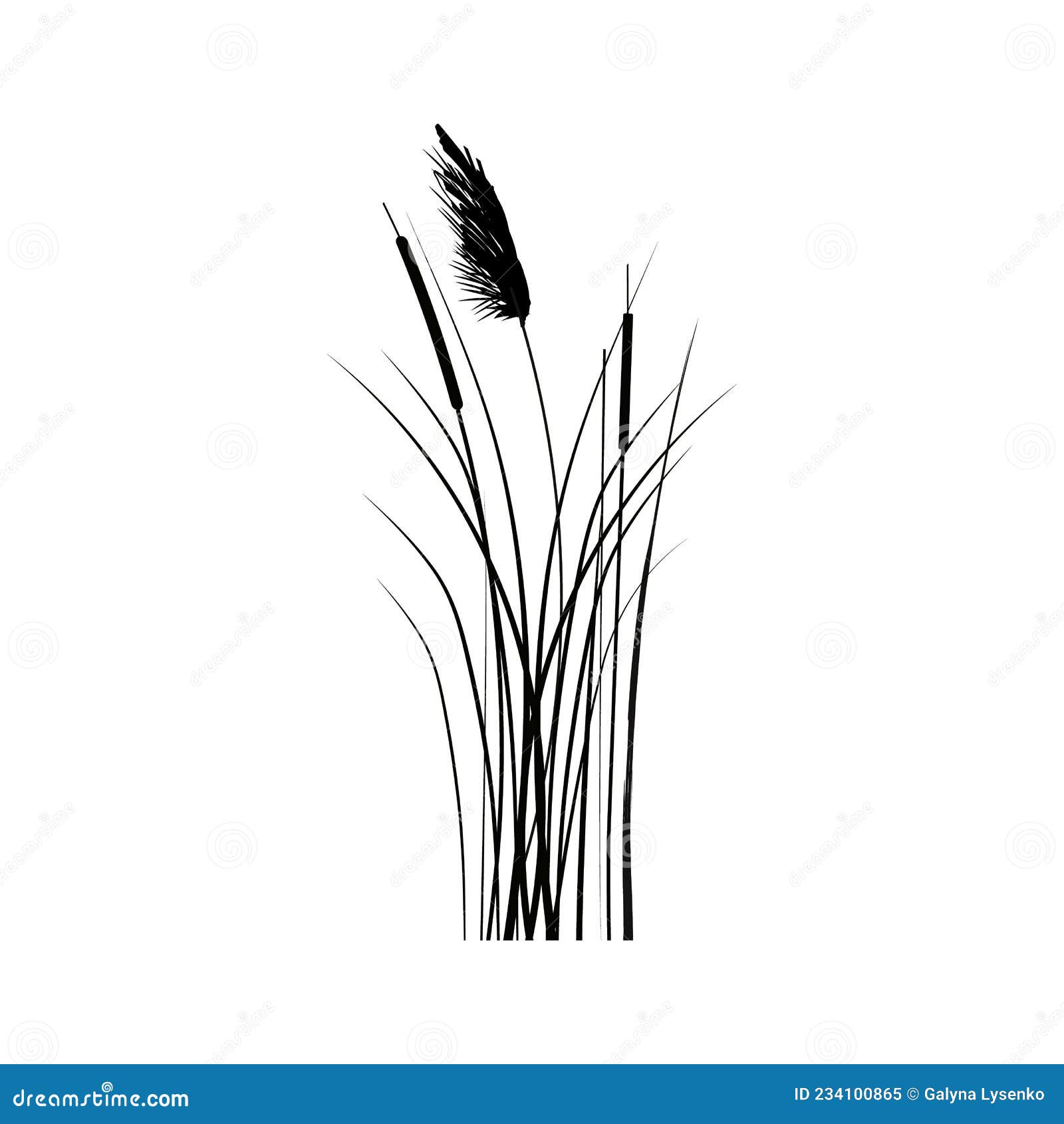 Vector Hand Drawing Sketch with Reeds. Stock Vector - Illustration of ...
