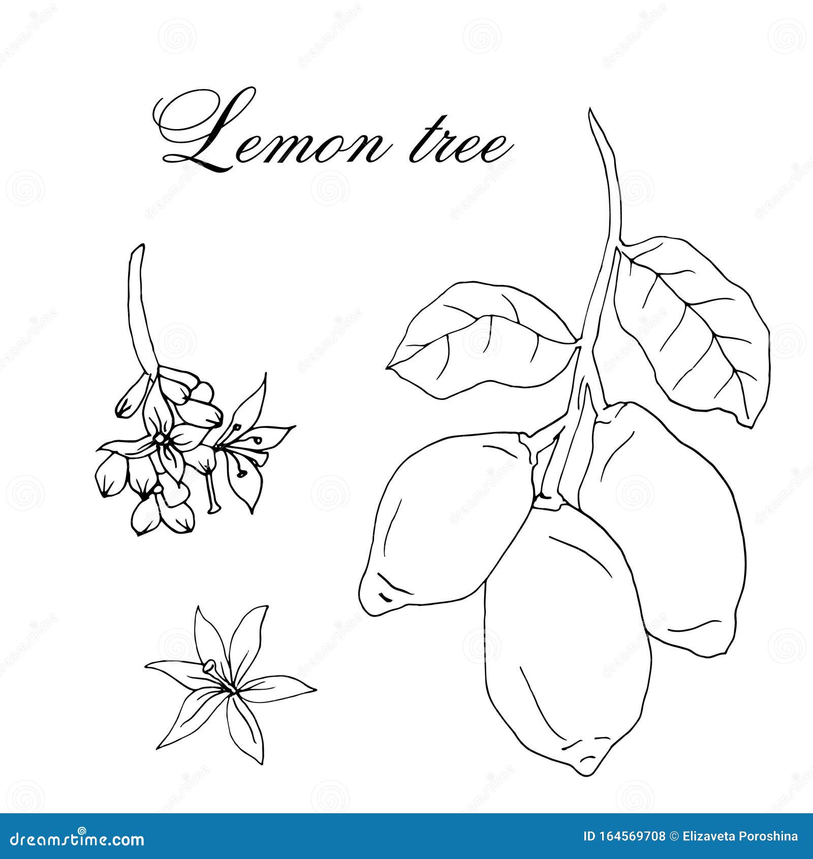 Vector Hand-drawn Branch of Lemon Tree Isolated on White Background ...