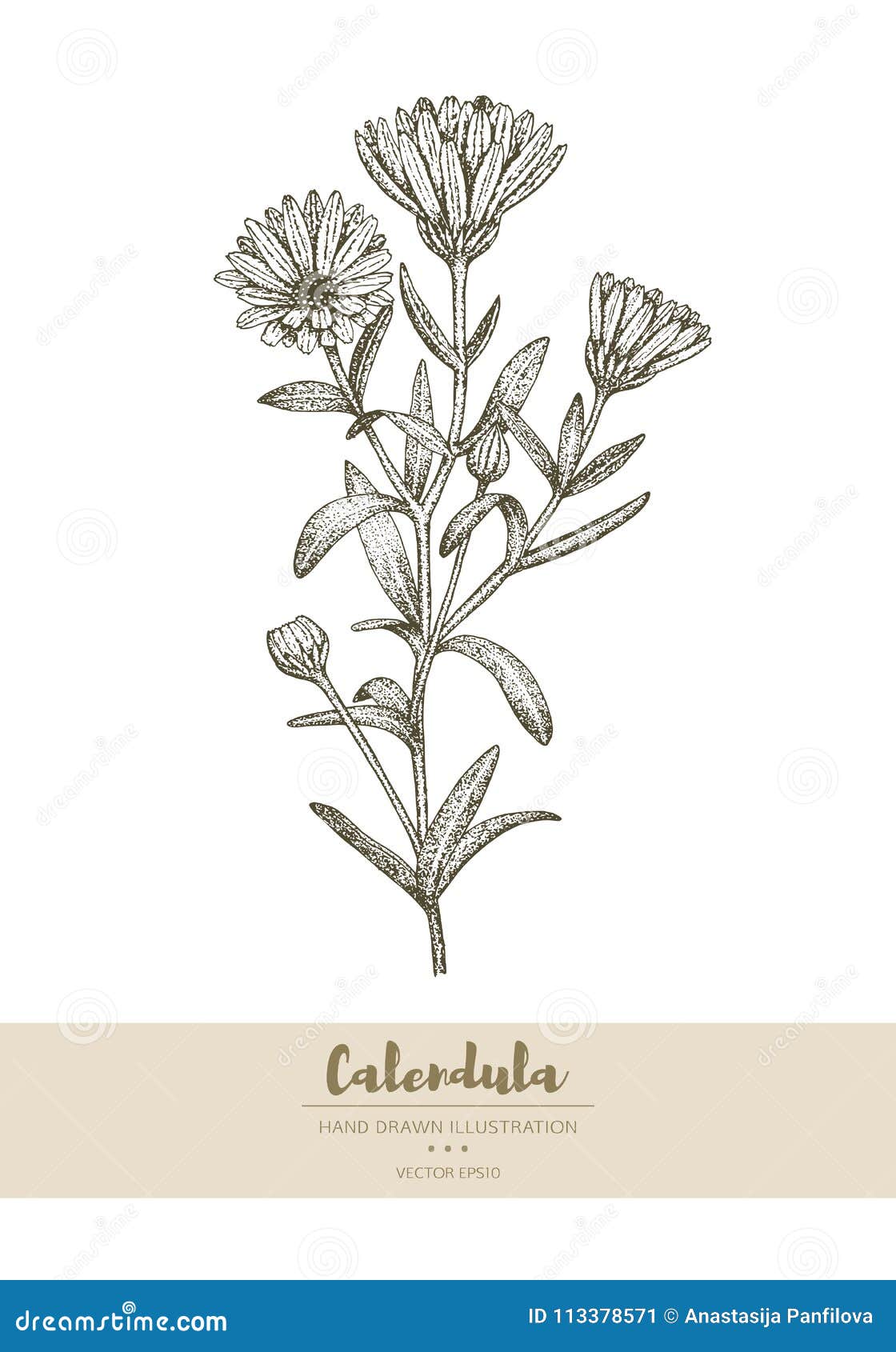 Calendula drawing. stock vector. Illustration of ayurveda - 113378571