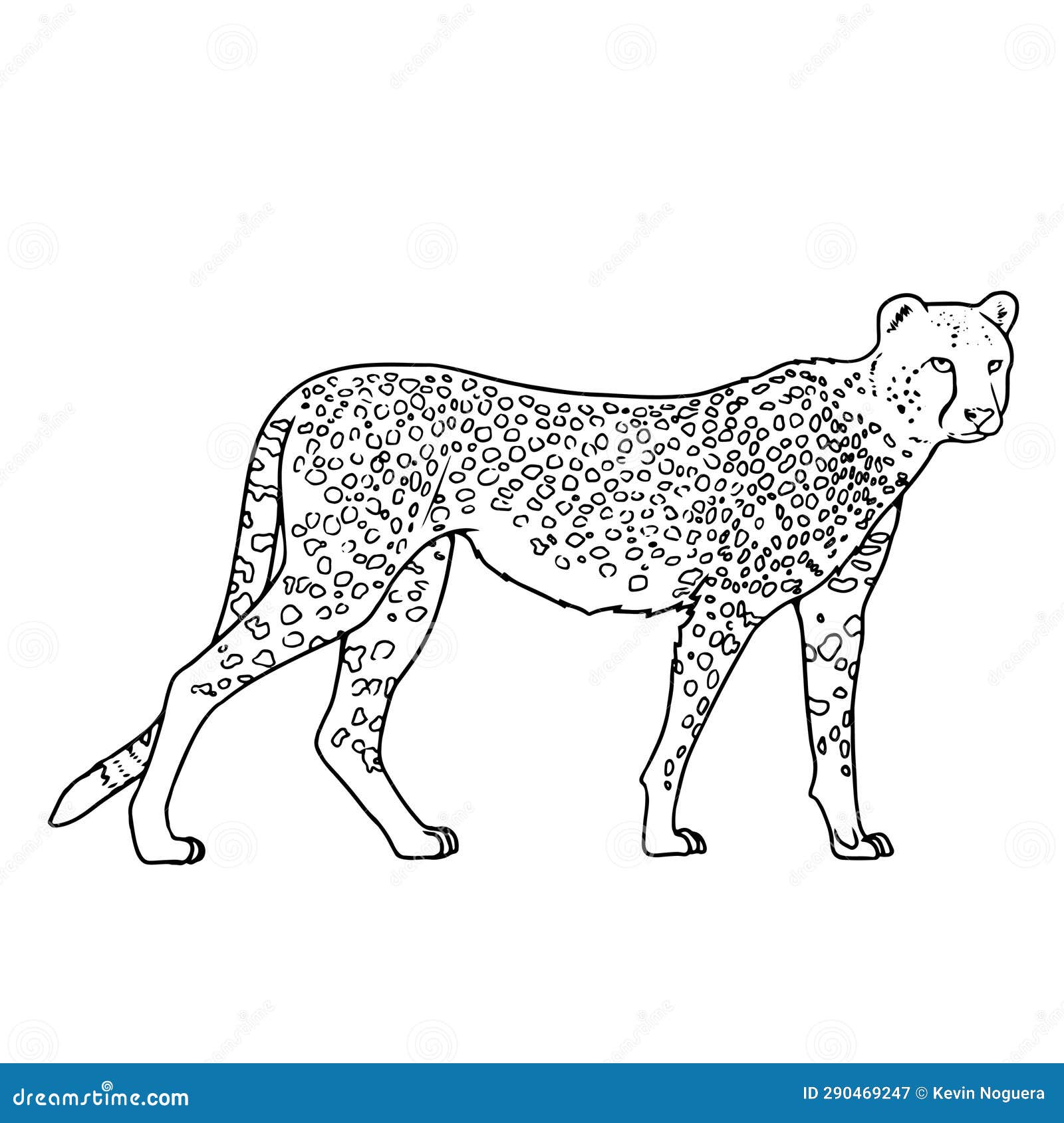 Vector Hand Drawn Cheetah Walking Outline Illustration Stock Vector ...