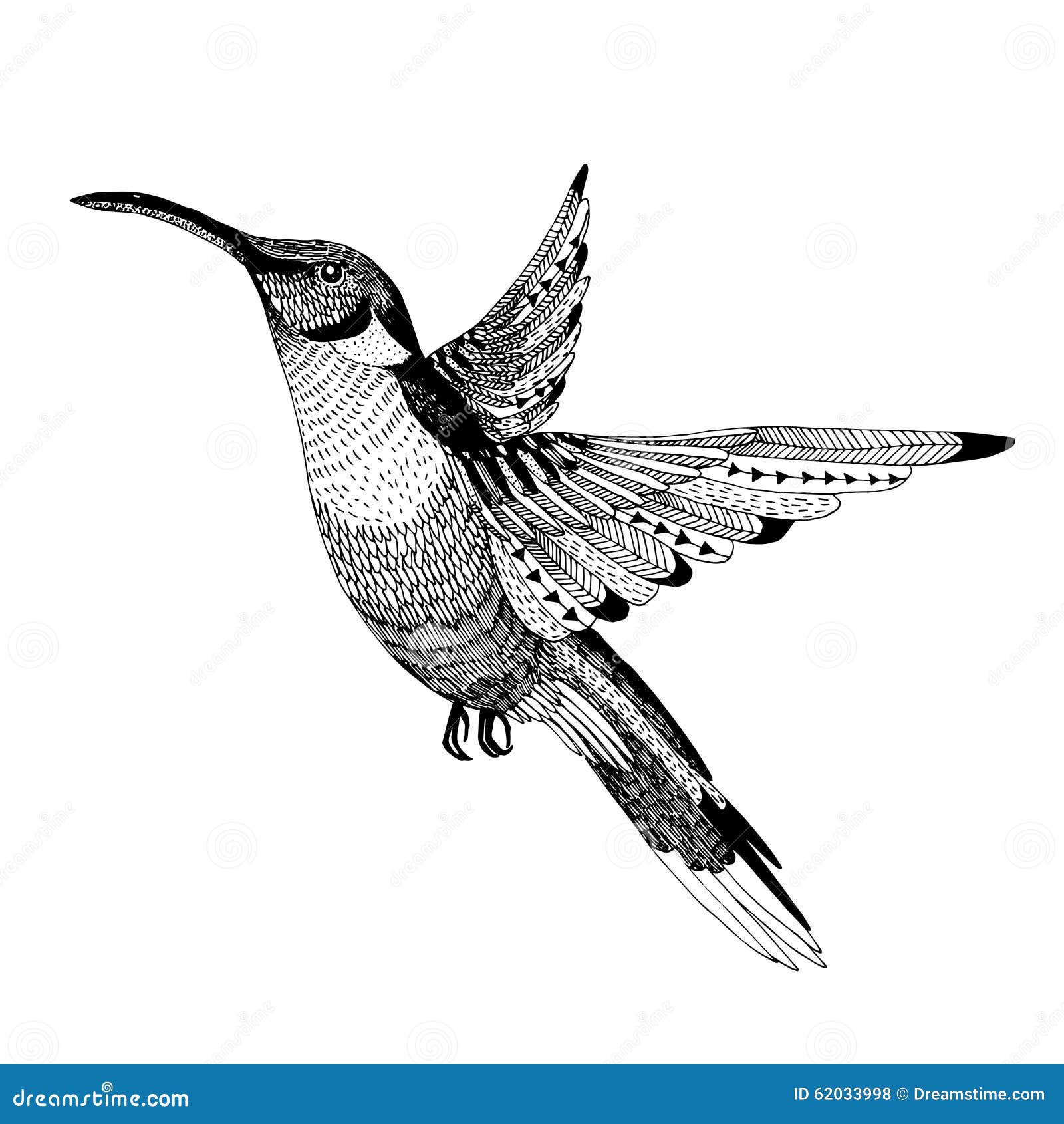 Vector hand drawn colibri stock vector. Illustration of decorated ...