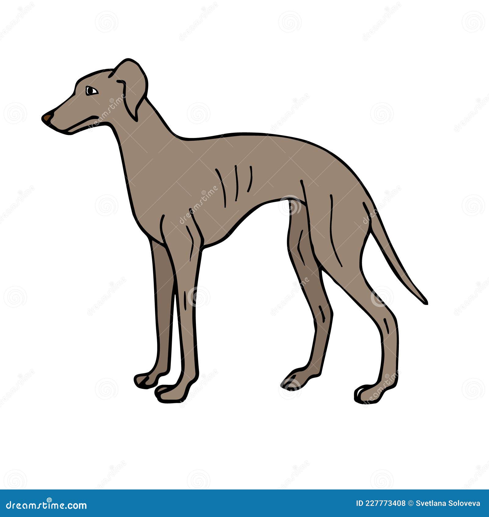 Vector Hand Drawn Colored Italian Greyhound Stock Illustration ...