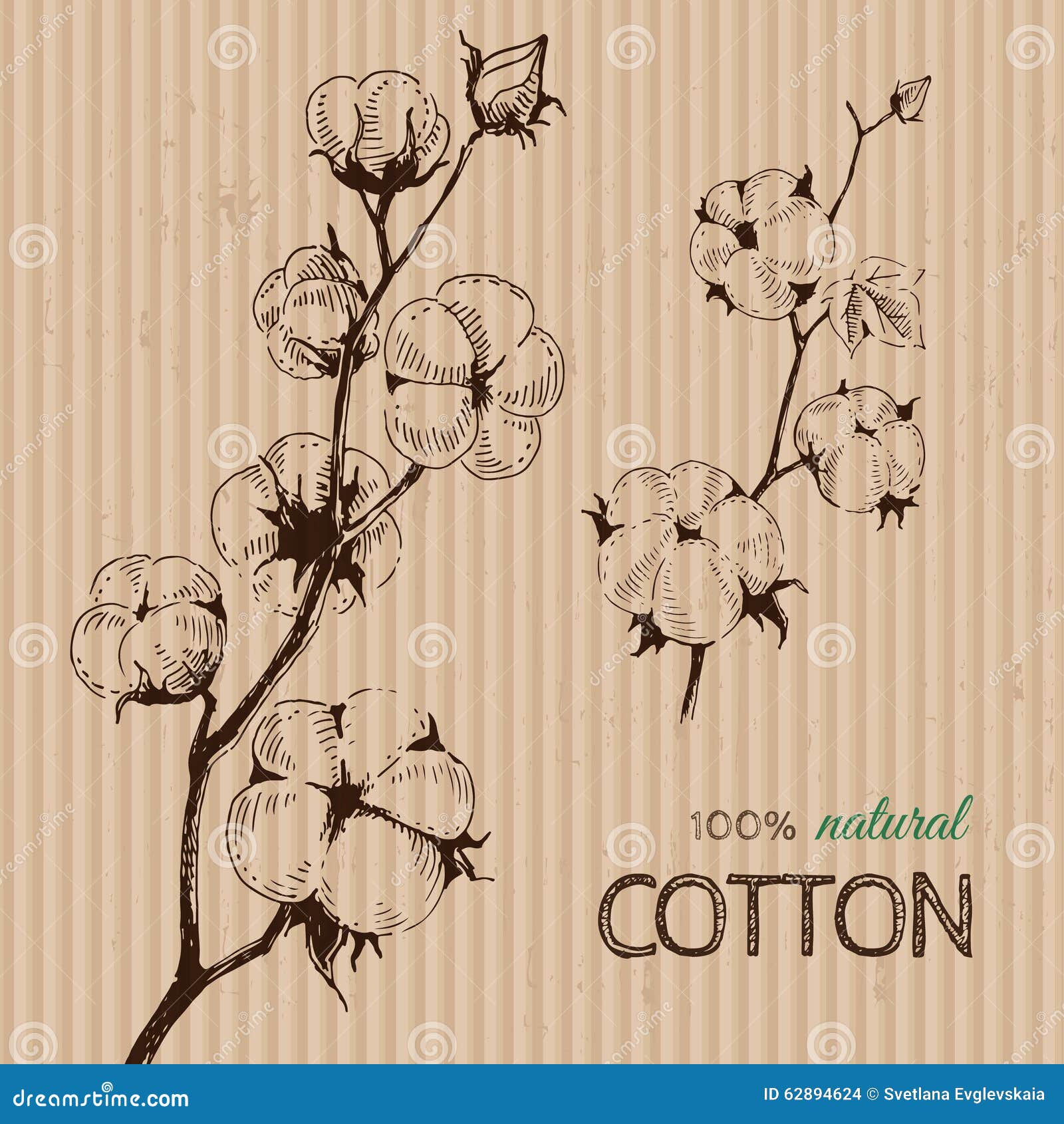 Cotton Stems Stock Illustrations – 181 Cotton Stems Stock Illustrations ...