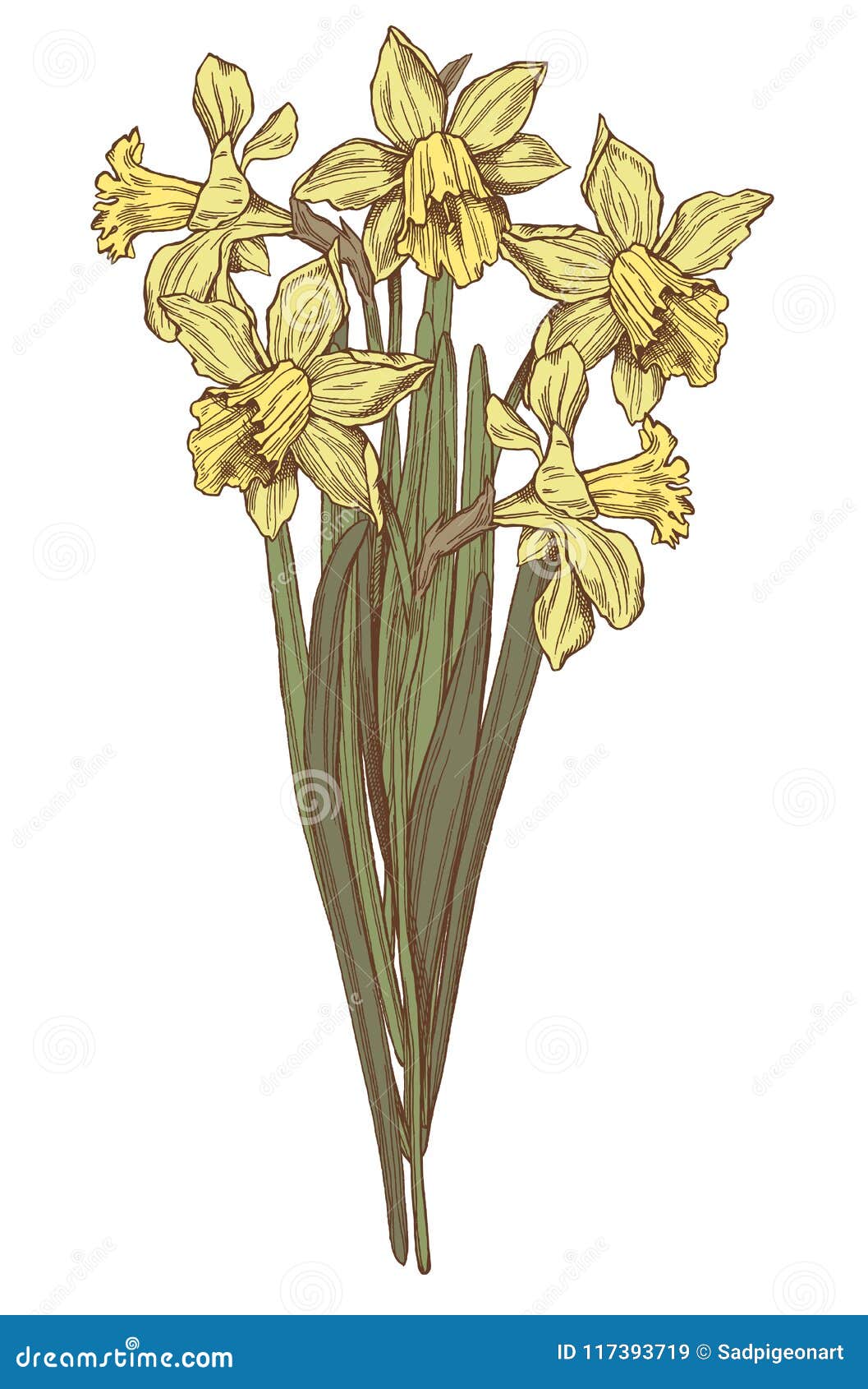 Vector Hand Drawn Daffodils Illustration Stock Vector - Illustration of ...