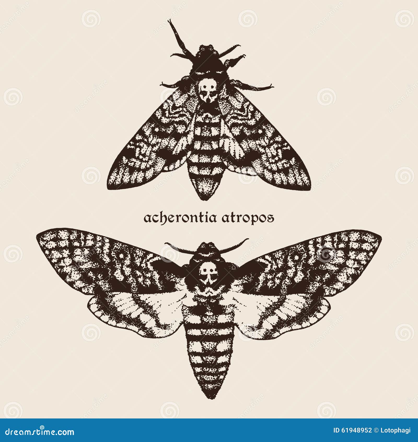Moths Skull Stock Illustrations – 46 Moths Skull Stock Illustrations ...