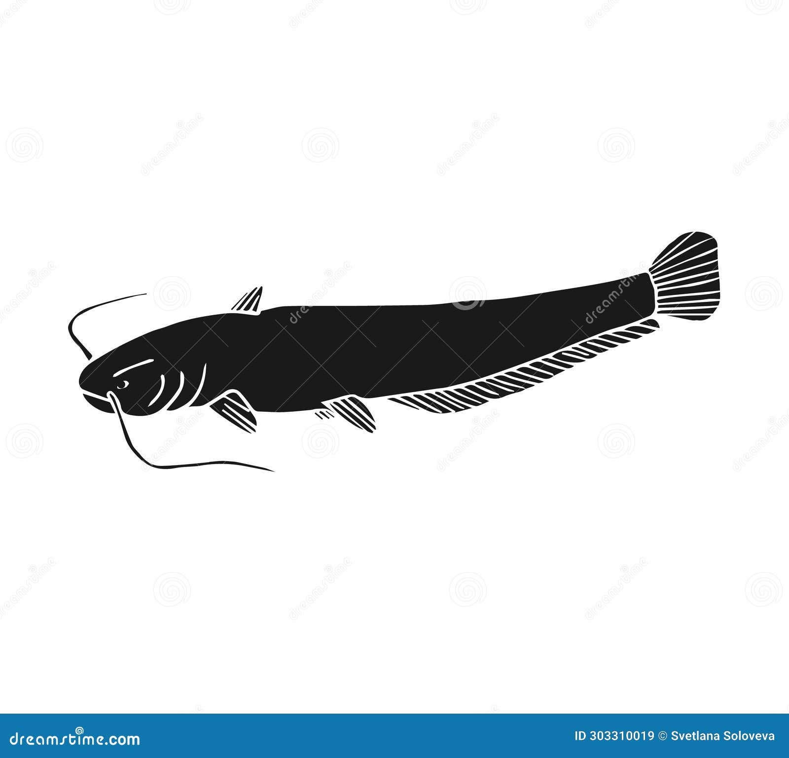 Black Catfish Isolated On White - Graflex Speed Graphic Style Stock ...