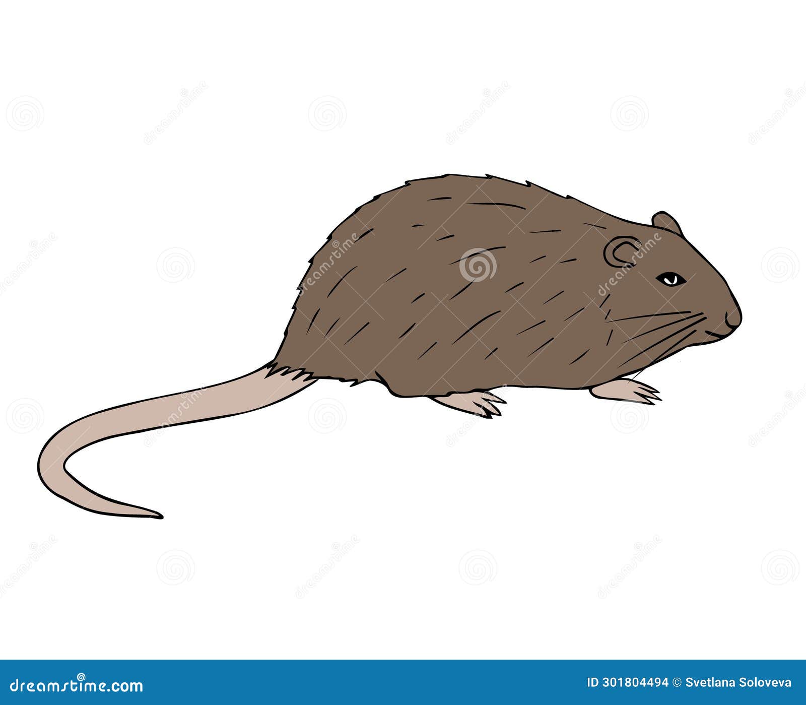 Vector Hand Drawn Doodle Sketch Colored Nutria Stock Vector ...