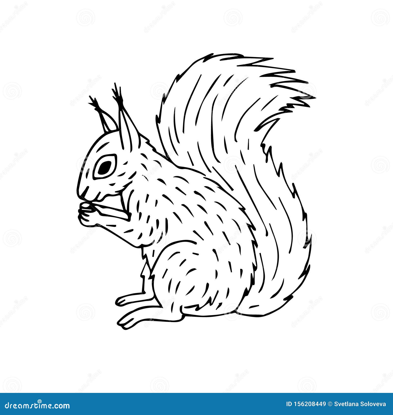 Vector Hand Drawn Doodle Sketch Squirrel Stock Vector - Illustration of ...