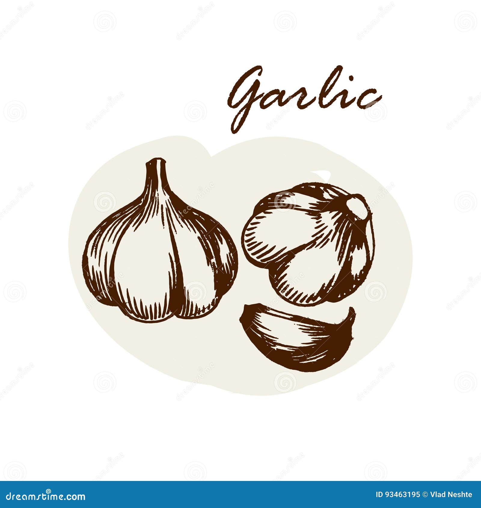 Vector Hand Drawn Garlic. Herbs and Spices Sketch Stock Vector ...