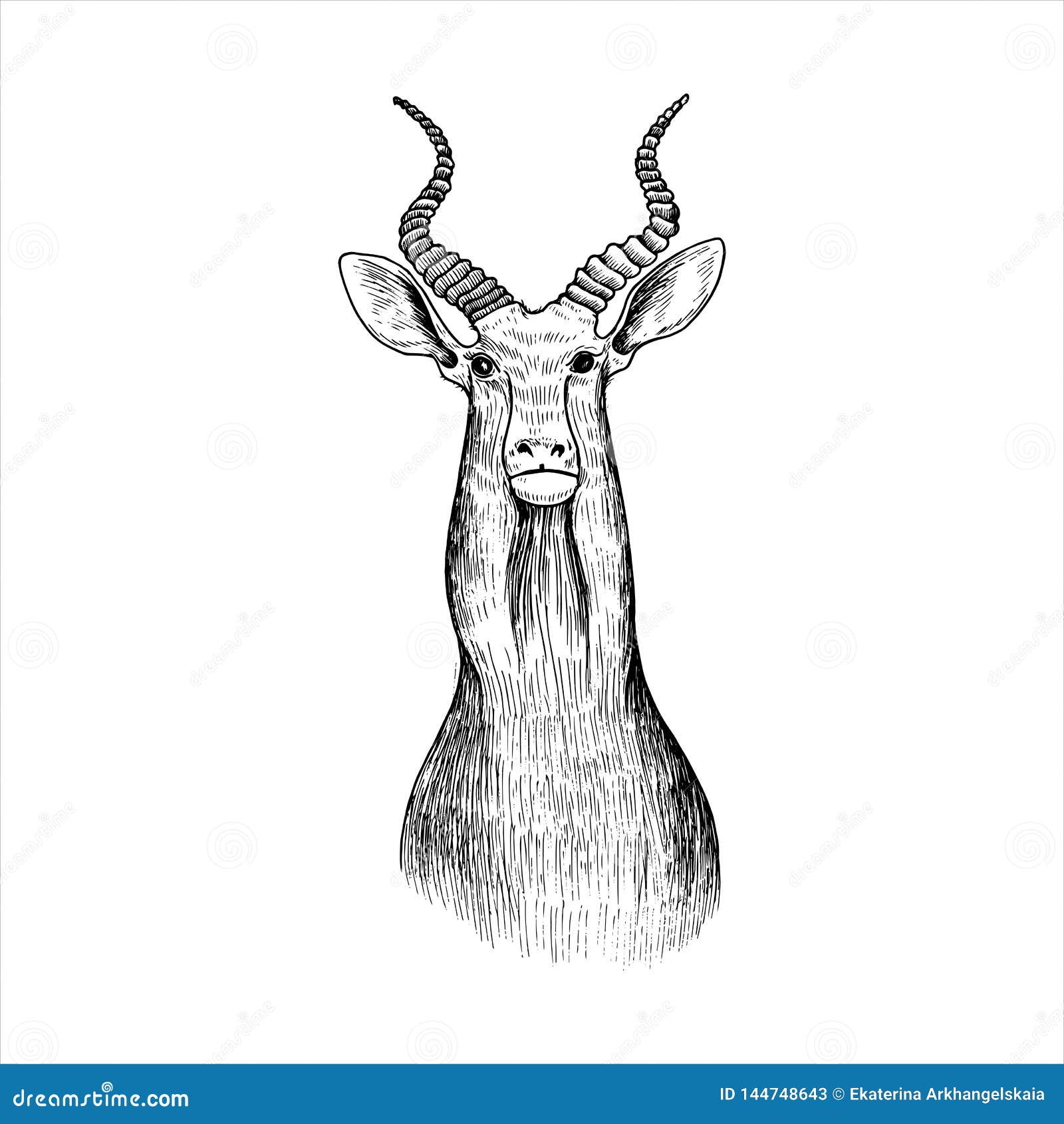 Vector Hand Drawn Head of Antelope Stock Vector - Illustration of horn ...