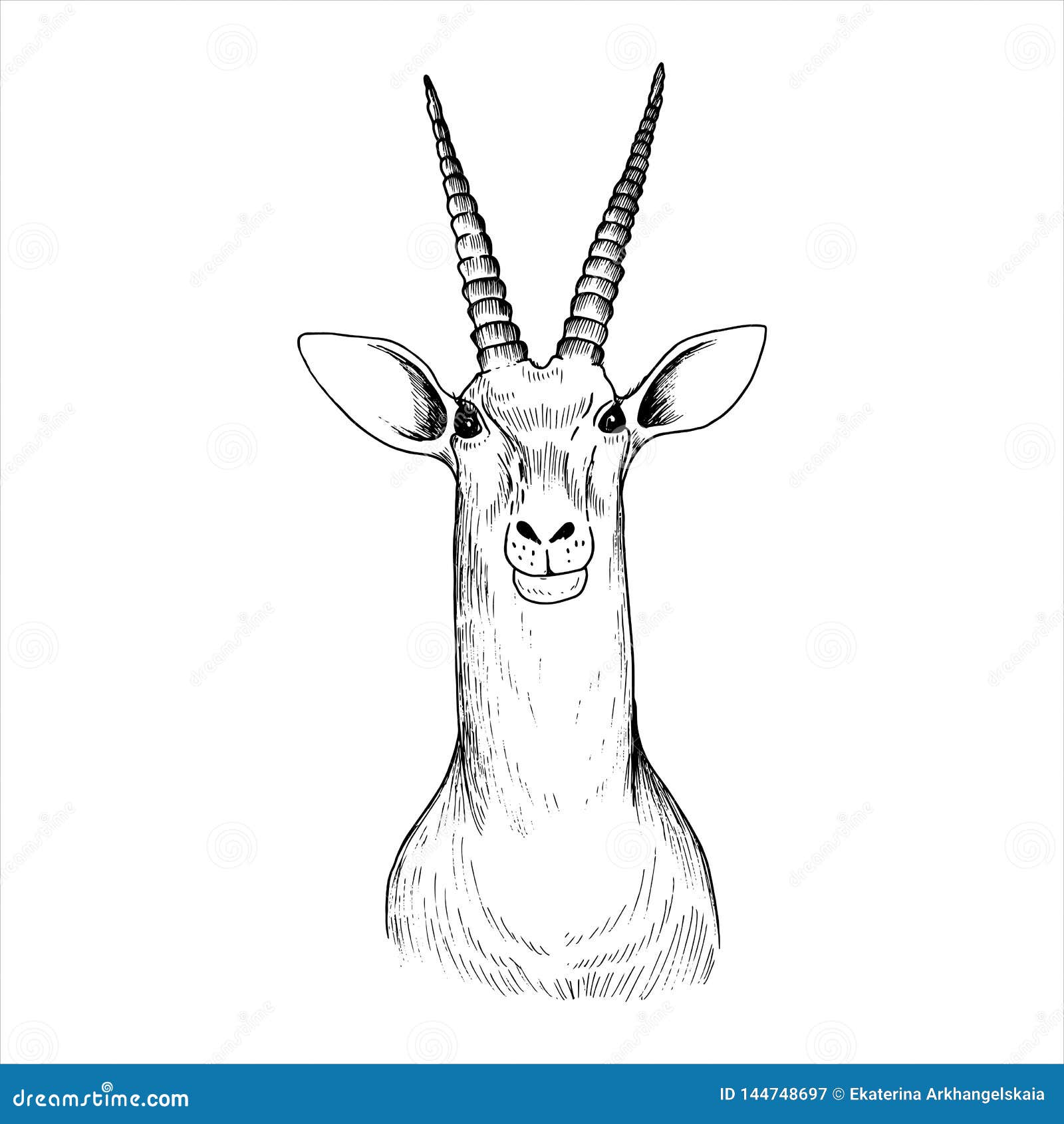 Vector Hand Drawn Head of Antelope Stock Vector - Illustration of horn ...