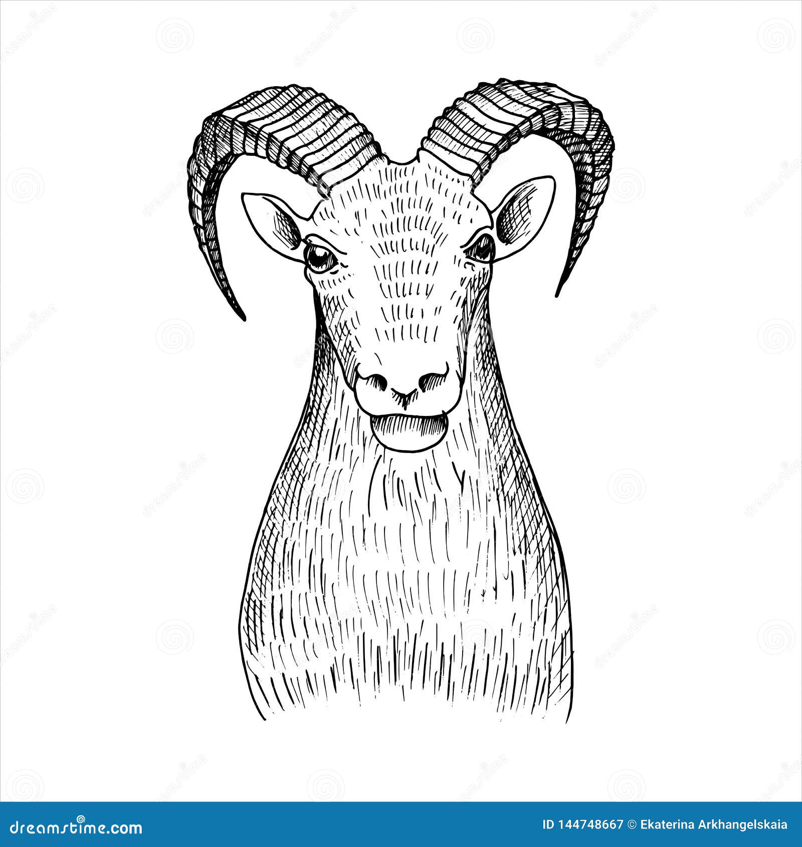 Vector Hand Drawn Head of Mutton Stock Vector - Illustration of mammal ...