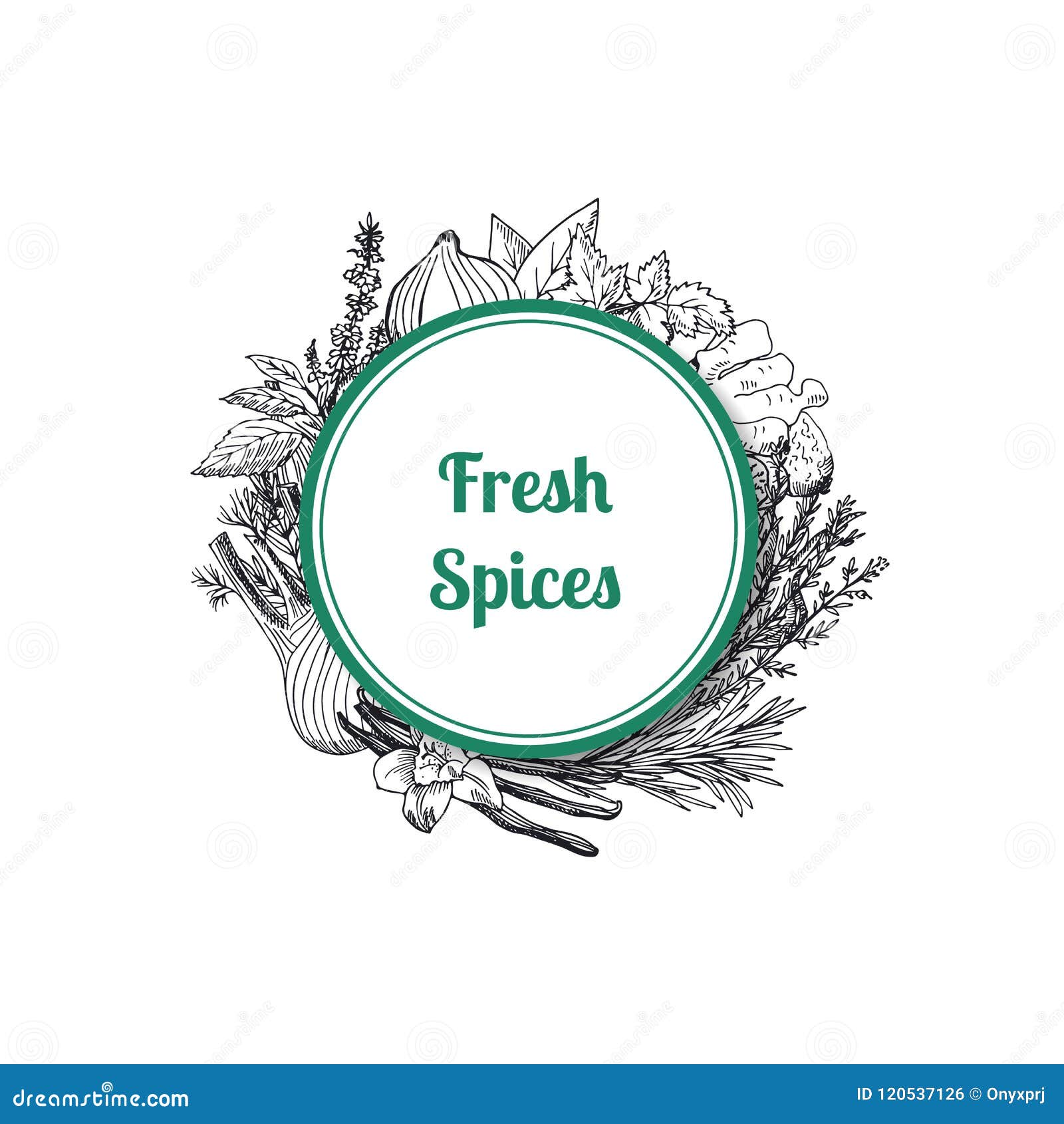 Vector Hand Drawn Herbs and Spices Stock Vector - Illustration of ... Vector Hand Drawn Herbs and Spices Stock Vector - Illustration of ...