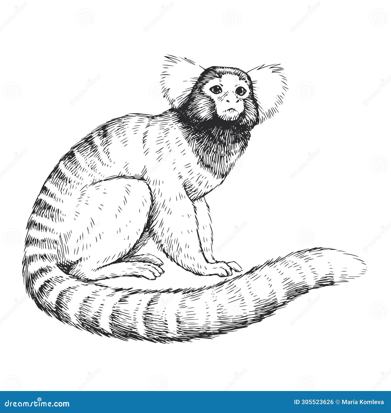 Marmoset Animal Coloring Page For Kids Cartoon Vector | CartoonDealer ... Marmoset Animal Coloring Page For Kids Cartoon Vector | CartoonDealer ...