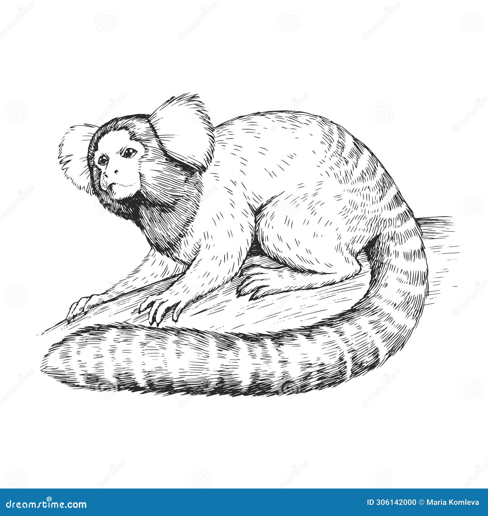 Marmoset Animal Coloring Page For Kids Cartoon Vector | CartoonDealer ... Marmoset Animal Coloring Page For Kids Cartoon Vector | CartoonDealer ...