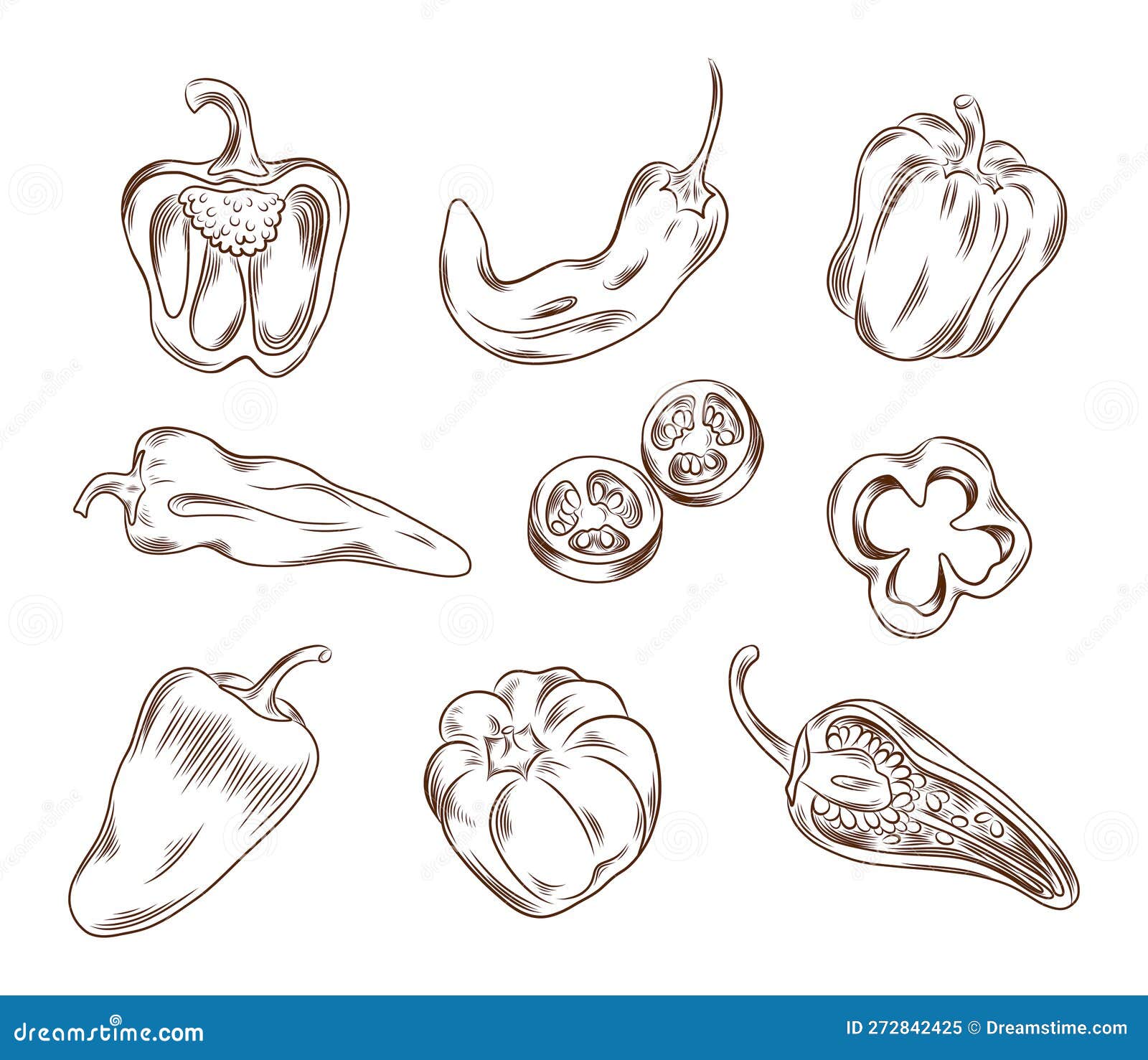 Vector Hand Drawn Illustration of Different Types of Peppers in Graphic ...