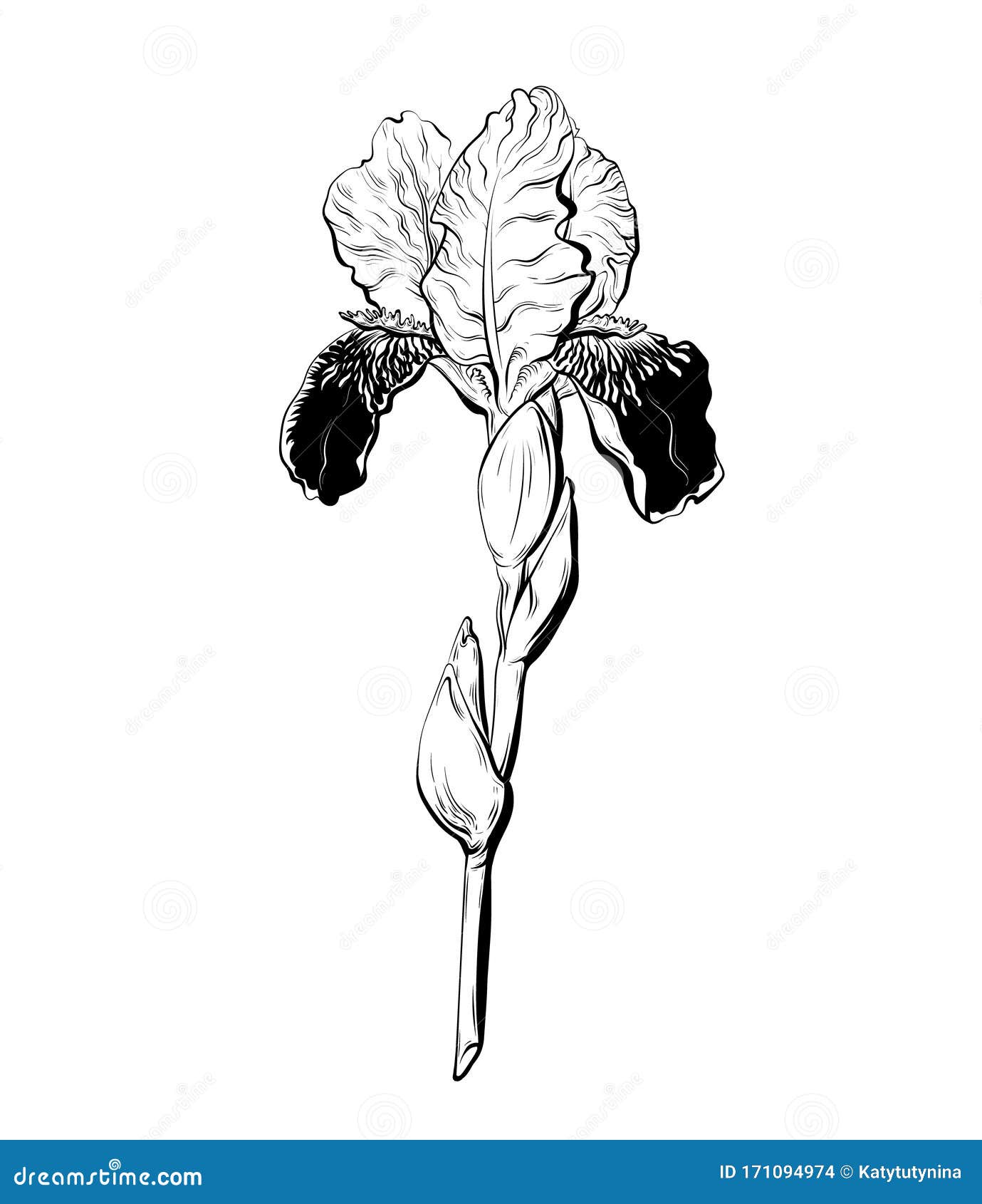 Vector Hand Drawn Illustration of Iris Isolated. Stock Vector ...