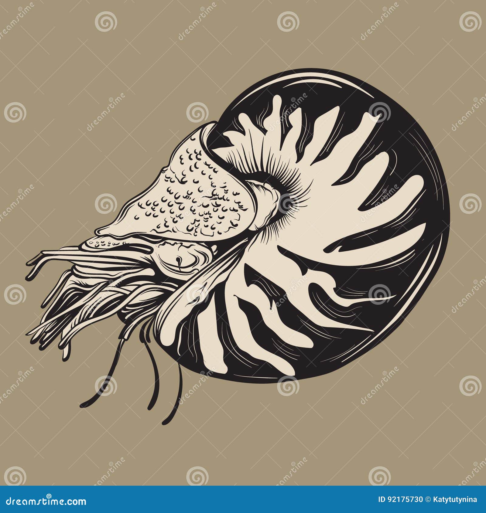 Vector Hand Drawn Illustration of Shellfish Nautilus Stock Vector ...