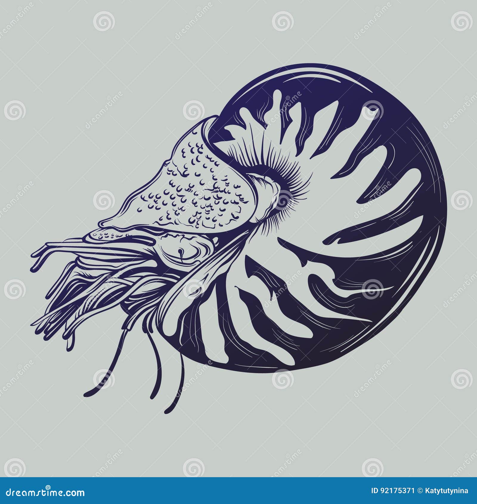 Vector Hand Drawn Illustration of Shellfish Nautilus in Realistic Style ...