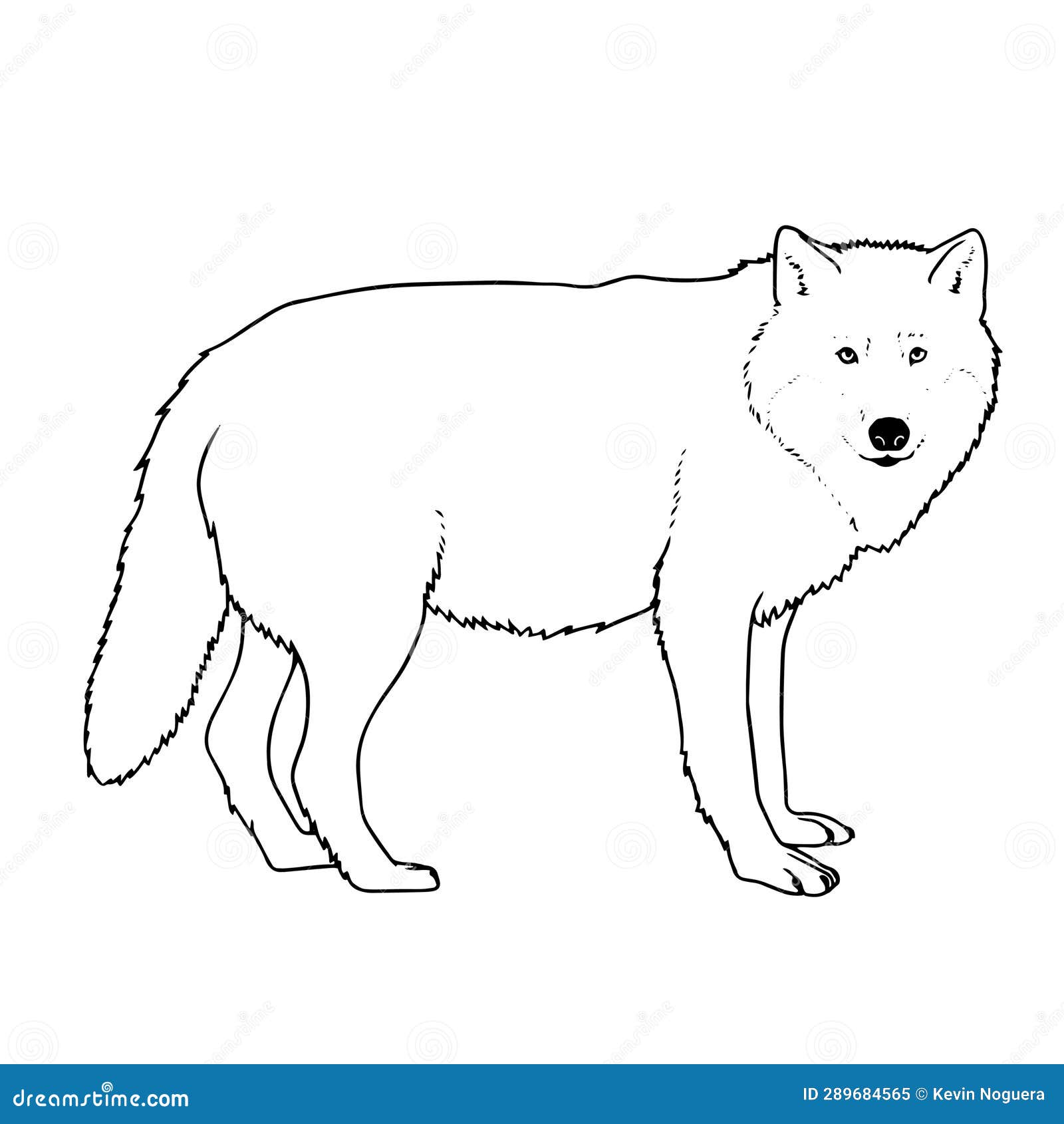 Vector Hand Drawn Male Wolf Outline Illustration Stock Vector ...