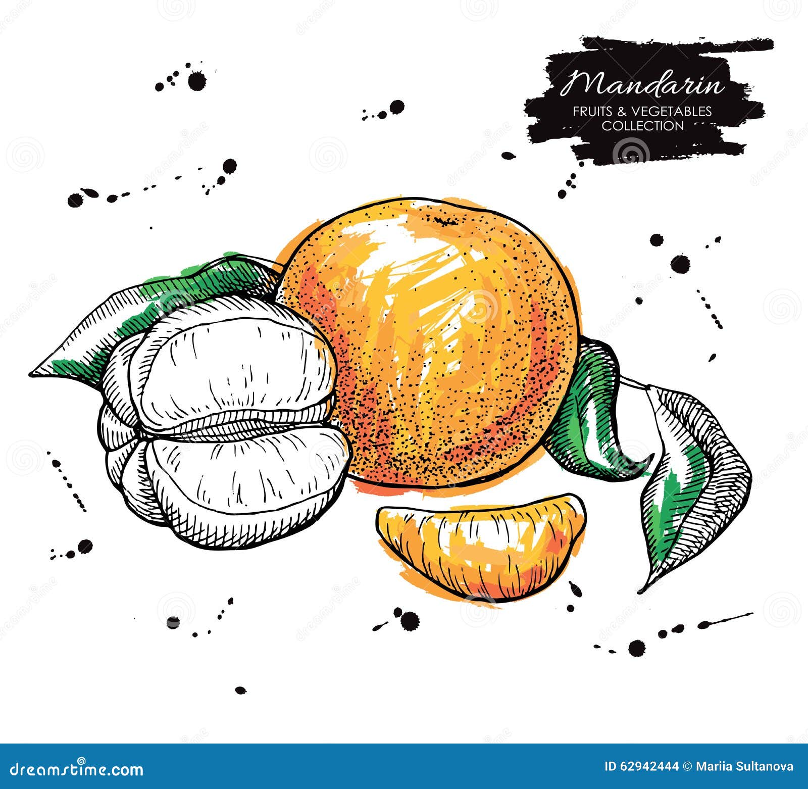 Vector Hand Drawn Mandarin Illustration. Artistic Collection Stock ...
