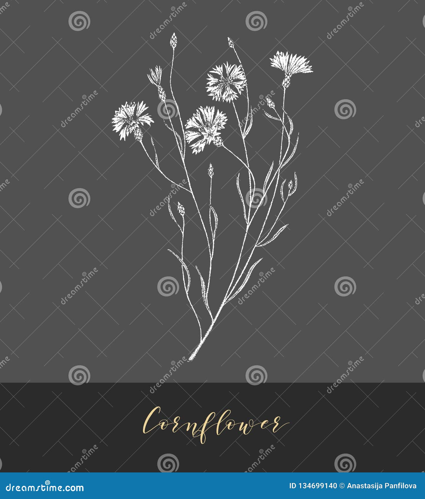 Vector cornflower plant. stock vector. Illustration of flower - 134699140