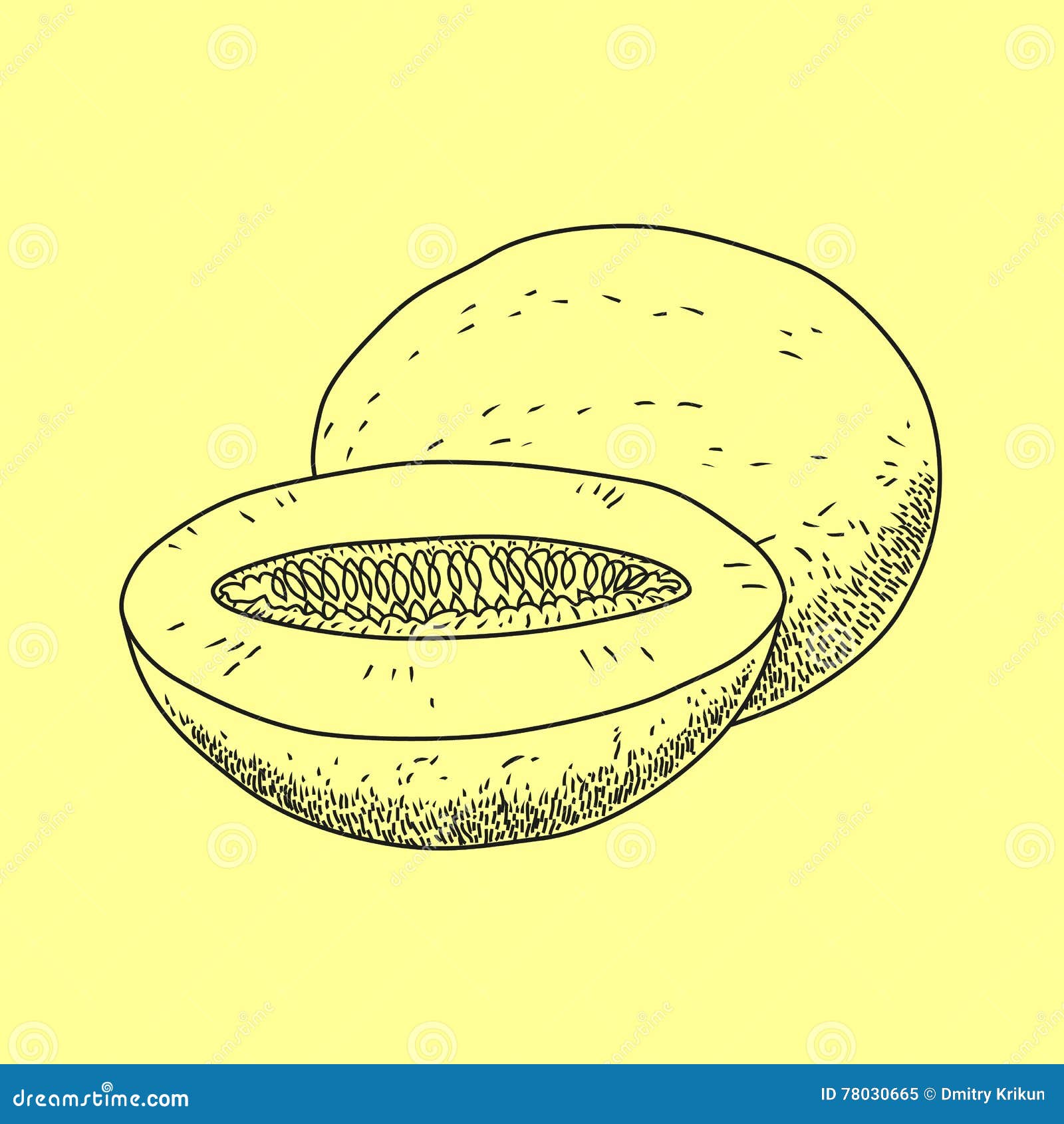 Vector Hand Drawn Melon. Organic Food. Stock Vector - Illustration of ...