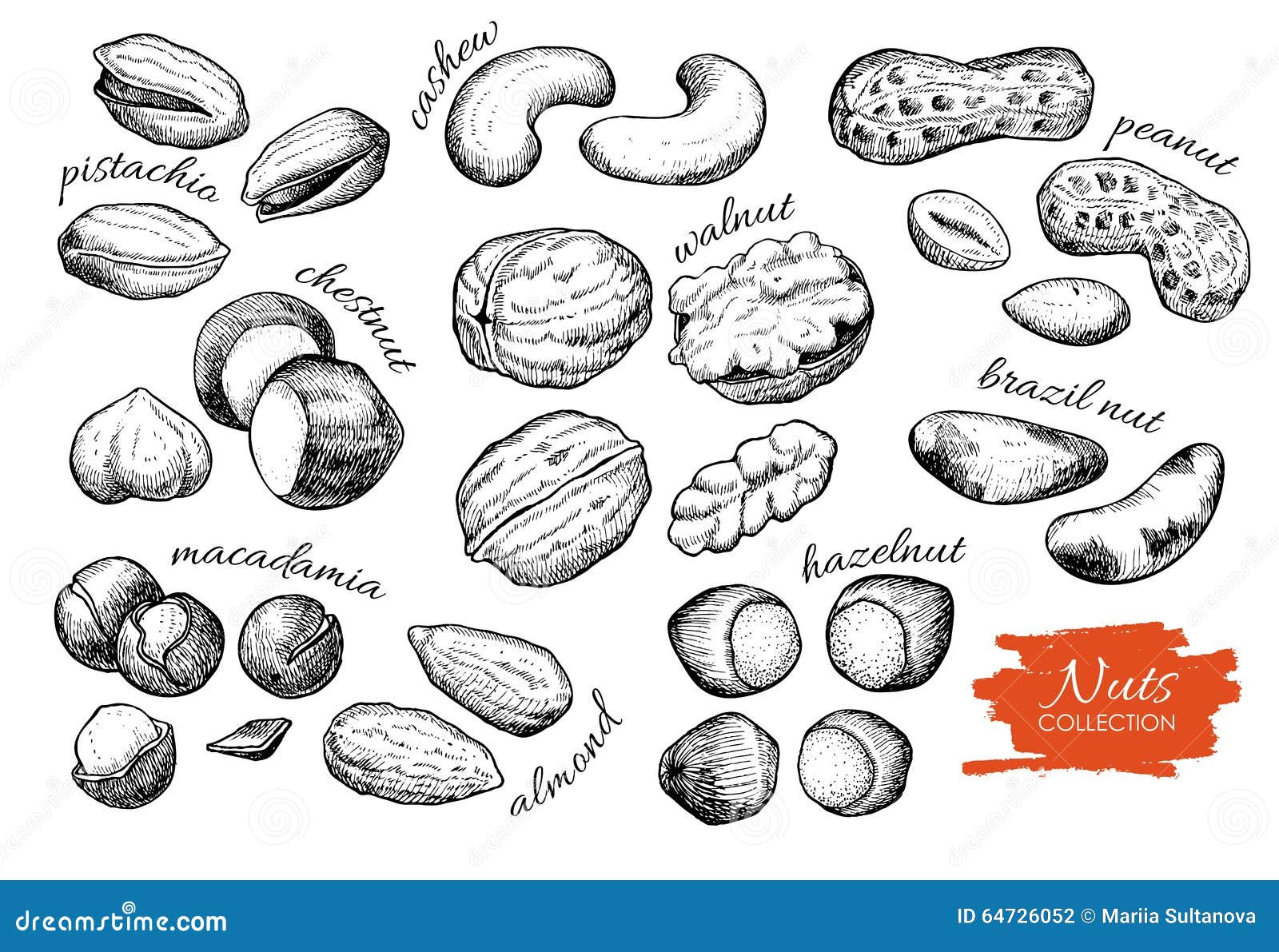 Vector Hand Drawn Nuts Set. Engraved Collection Stock Vector ...