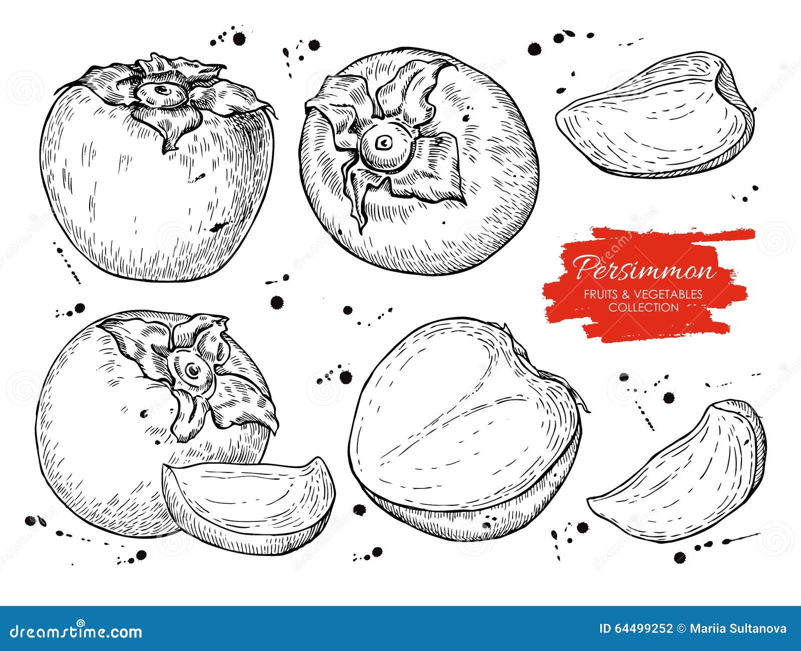 Vector Hand Drawn Persimmon Set. Stock Vector - Illustration of fresh ...