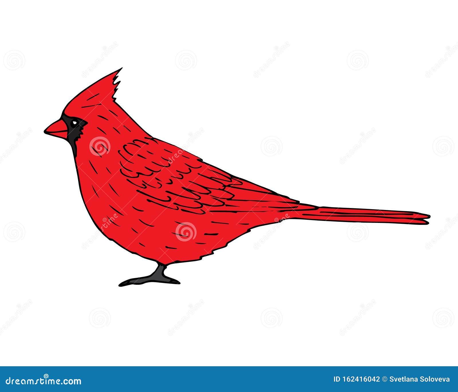 Vector Hand Drawn Red Cardinal Bird Stock Vector - Illustration of clip ...