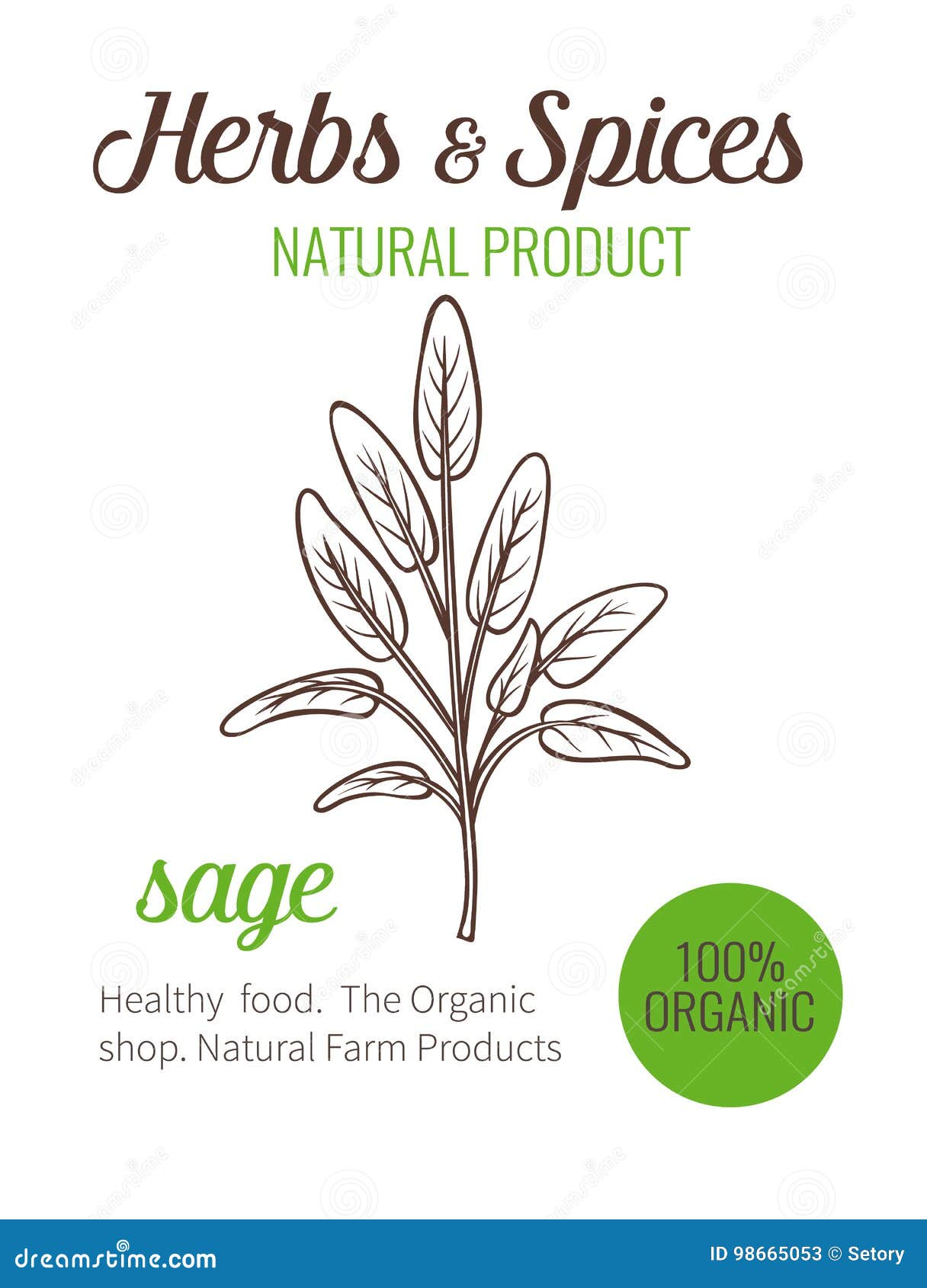 Vector hand drawn sage. stock vector. Illustration of herb - 98665053