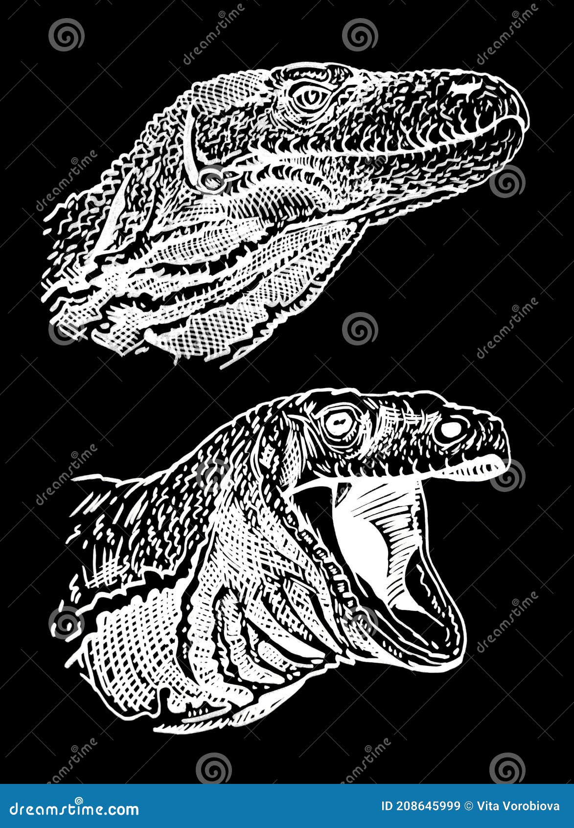 Vector Hand-drawn Set of Varans on Black Background, Engraved ...