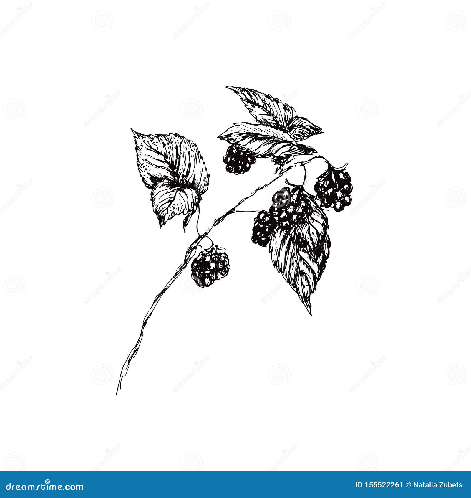 Raspberry & Vine Border Of A Full Page Border With Vines And ...