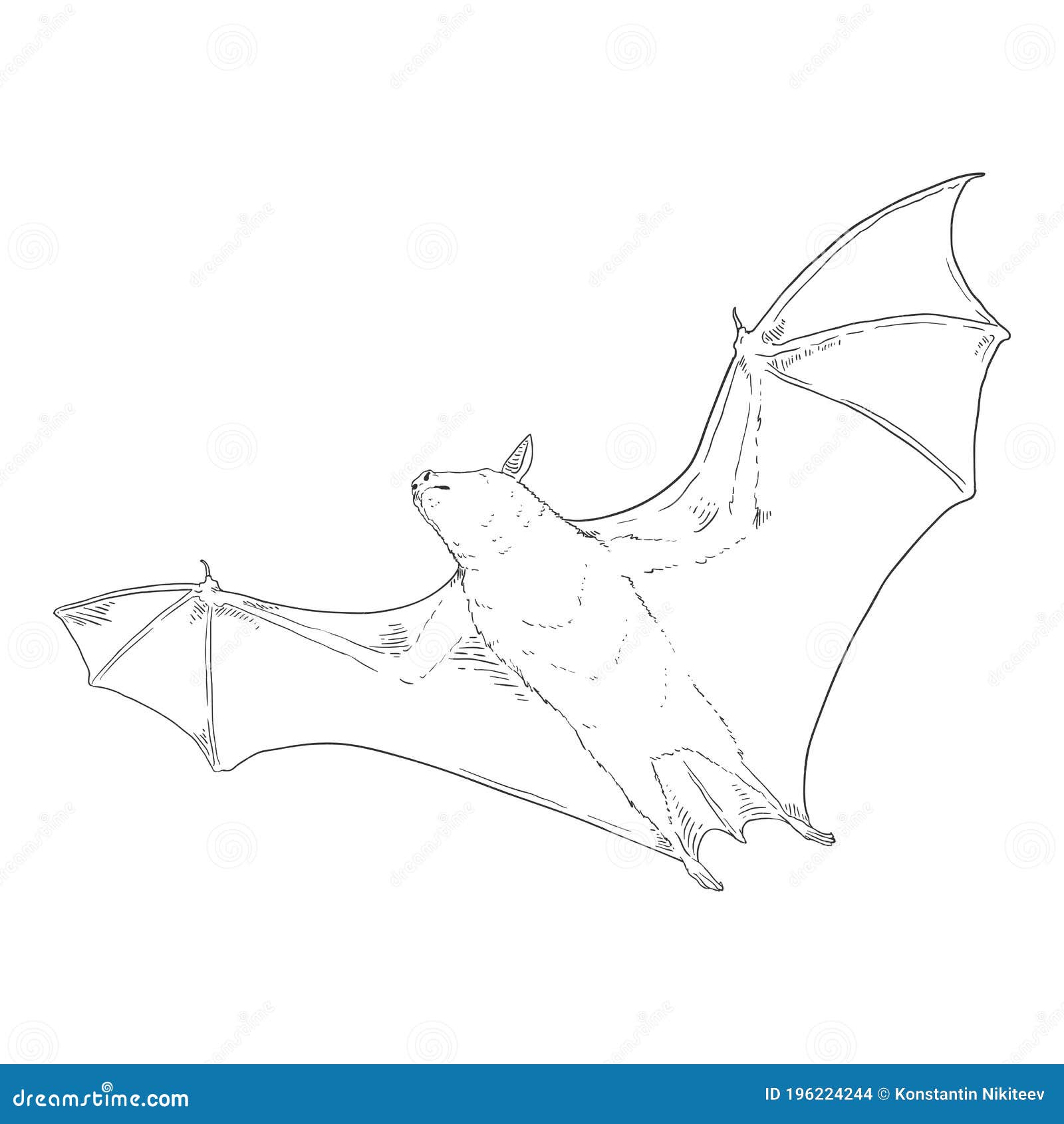 Vector Hand Drawn Sketch Bat Stock Vector - Illustration of october ...