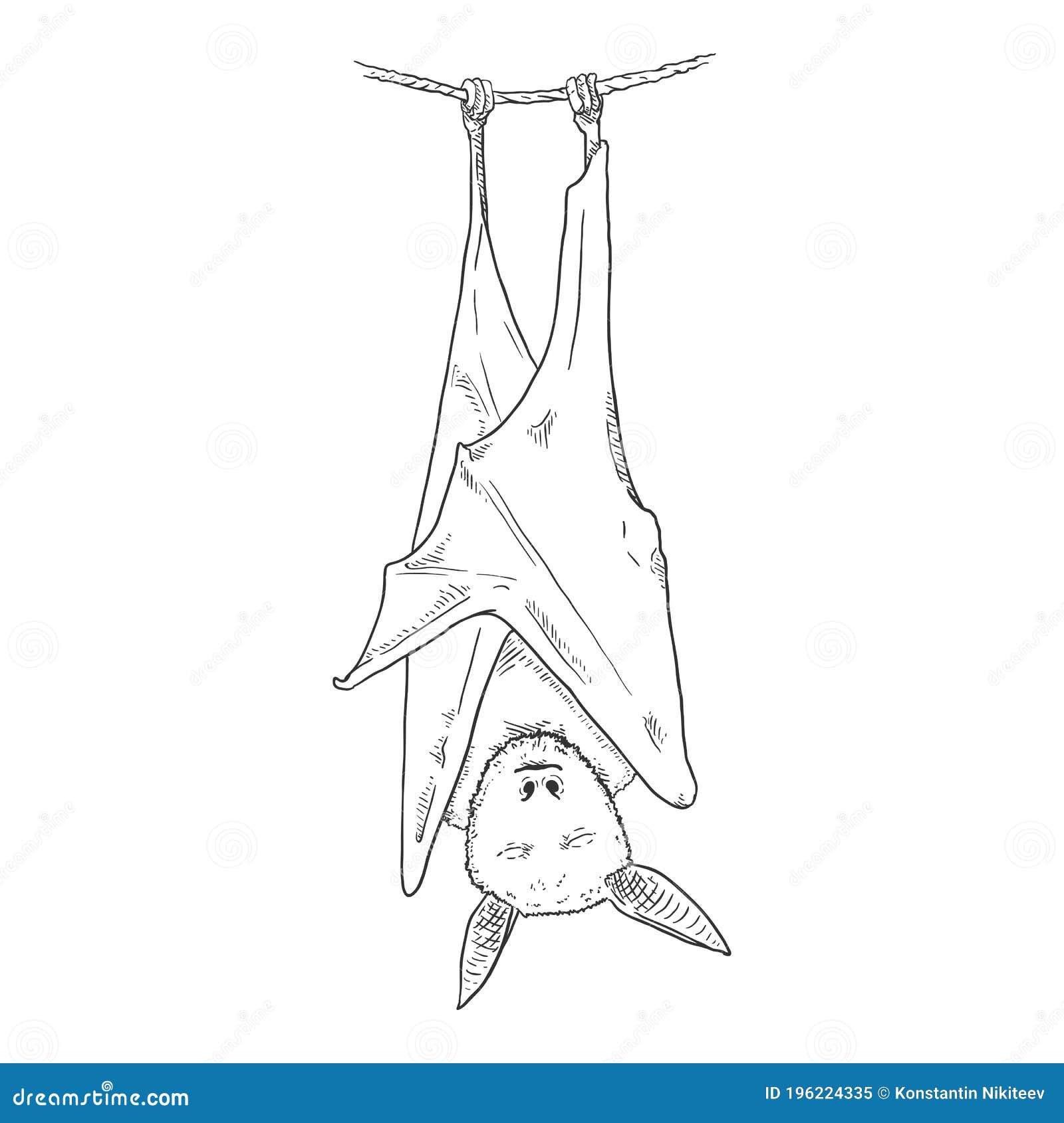 Vector Hand Drawn Sketch Bat Illustration Stock Vector - Illustration ...