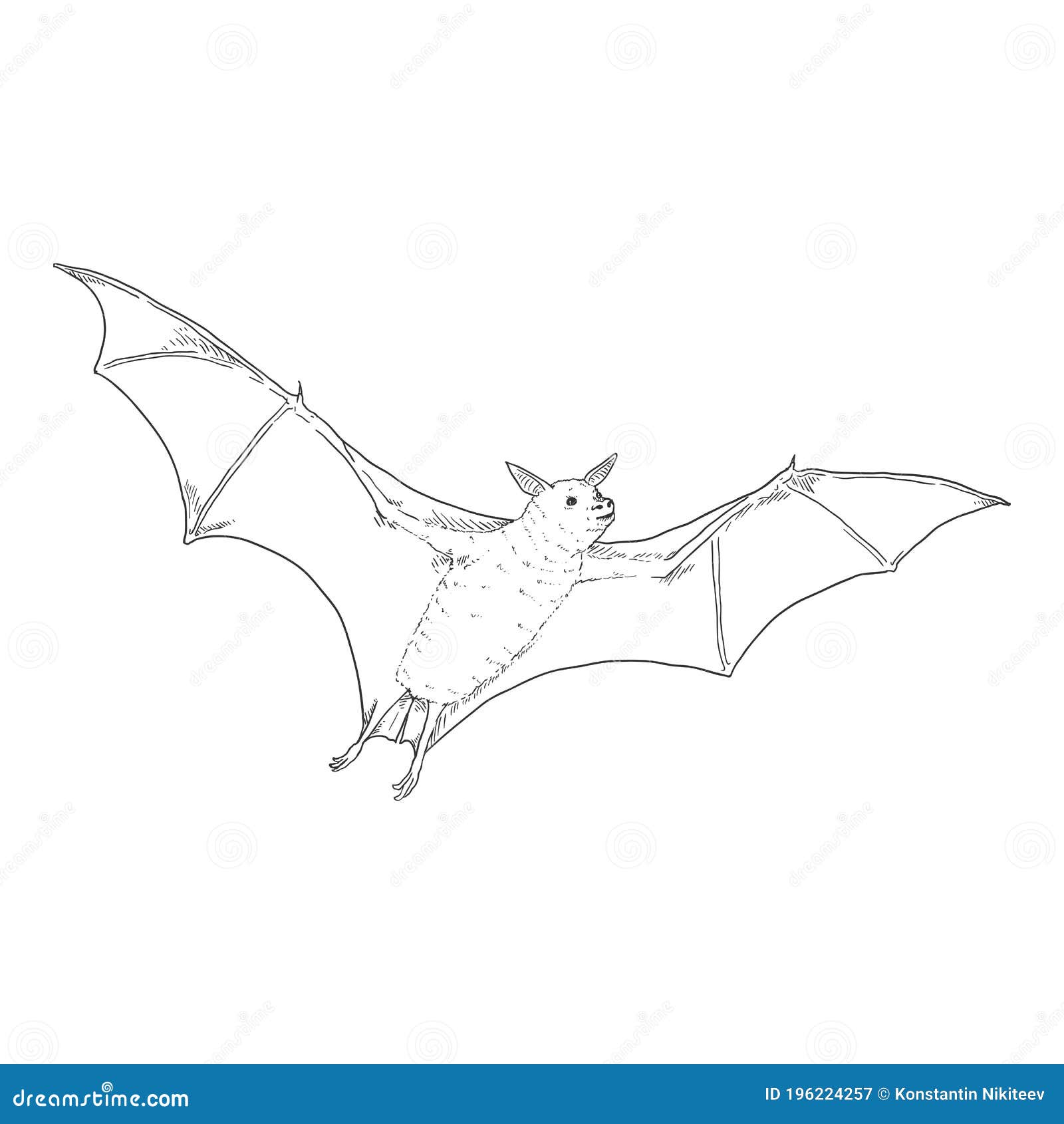 Vector Hand Drawn Sketch Bat Stock Vector - Illustration of horror ...