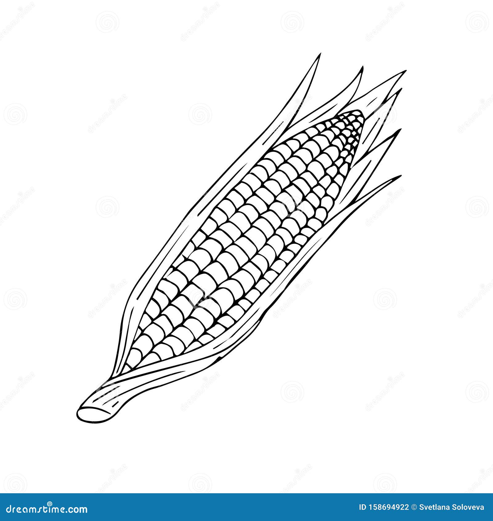 Sketch Corn. Hand Drawn Vintage Drawing Cereal Plants Agriculture Maize ...