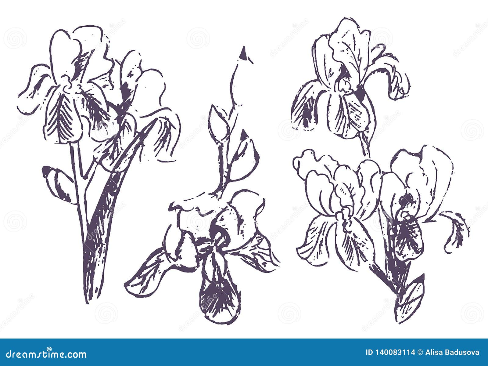 Vector Hand Drawn Sketch of Iris Flower Illustration on White ...
